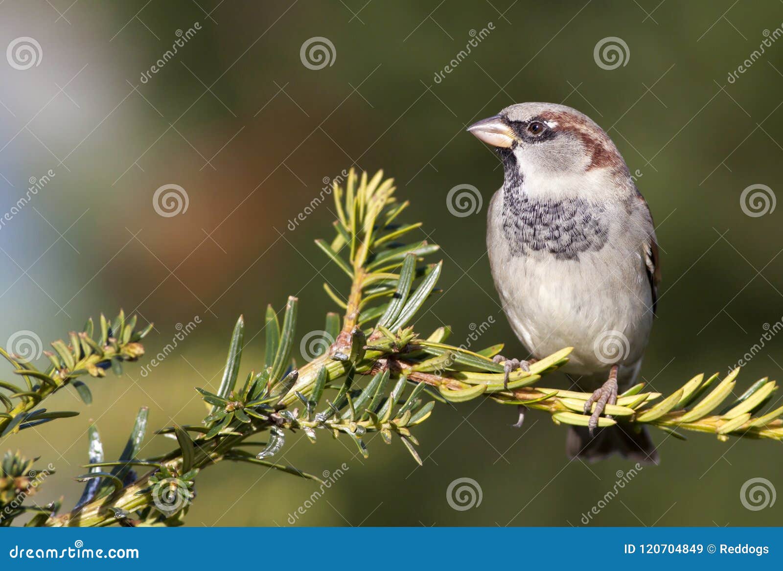 Sparrow Bird Resting on a Branch Stock Image - Image of wildlife ...