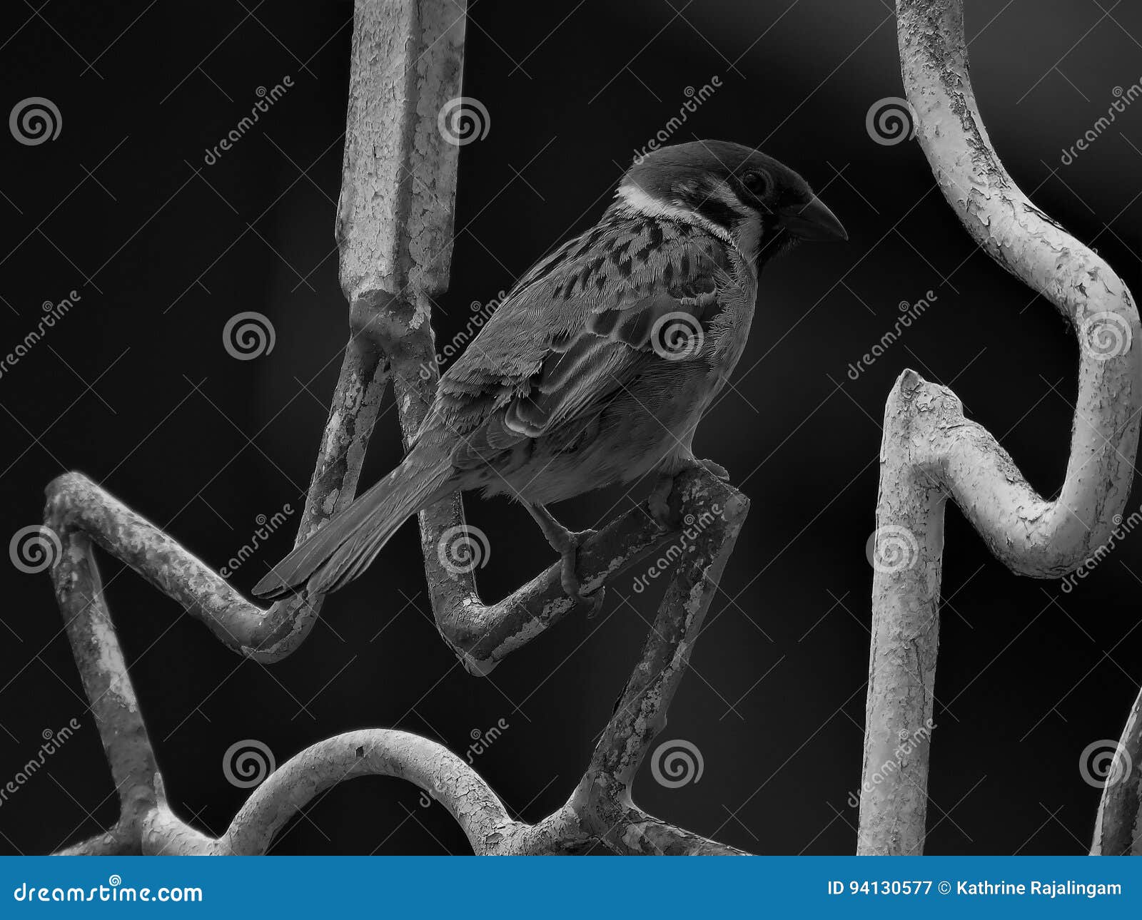 Sparrow Bird stock image. Image of bird, animal, wildbird - 94130577