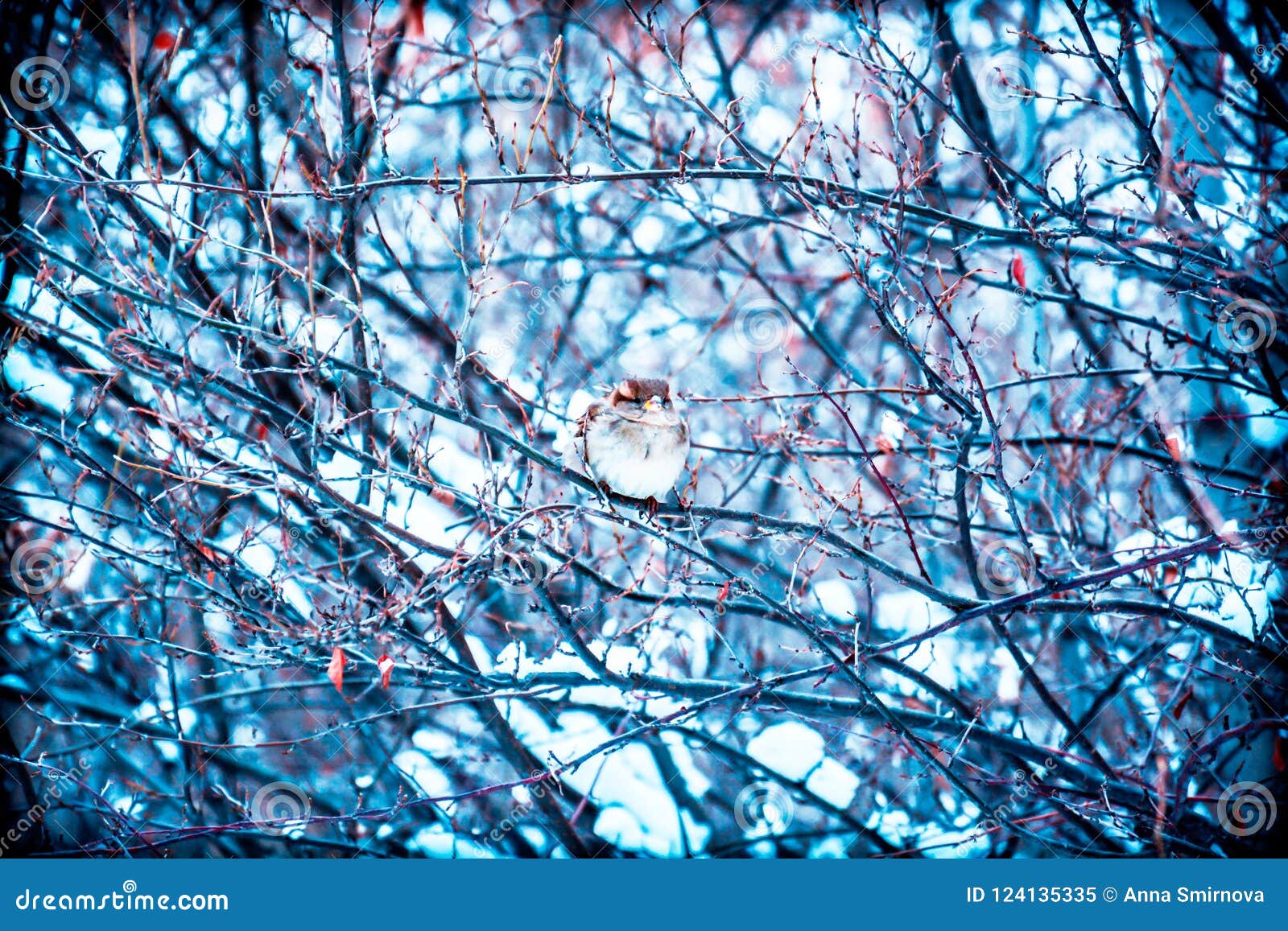 Sparrow among the Blue Branches Stock Image - Image of cold, tree ...