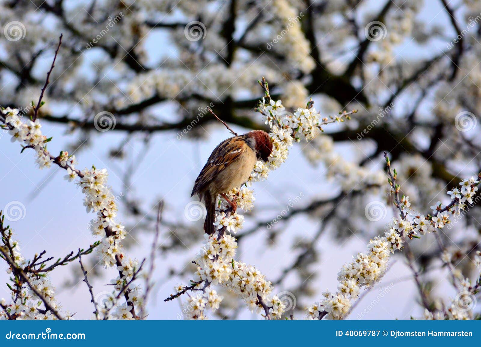 Sparrow on branch stock image. Image of background, camera - 40069787
