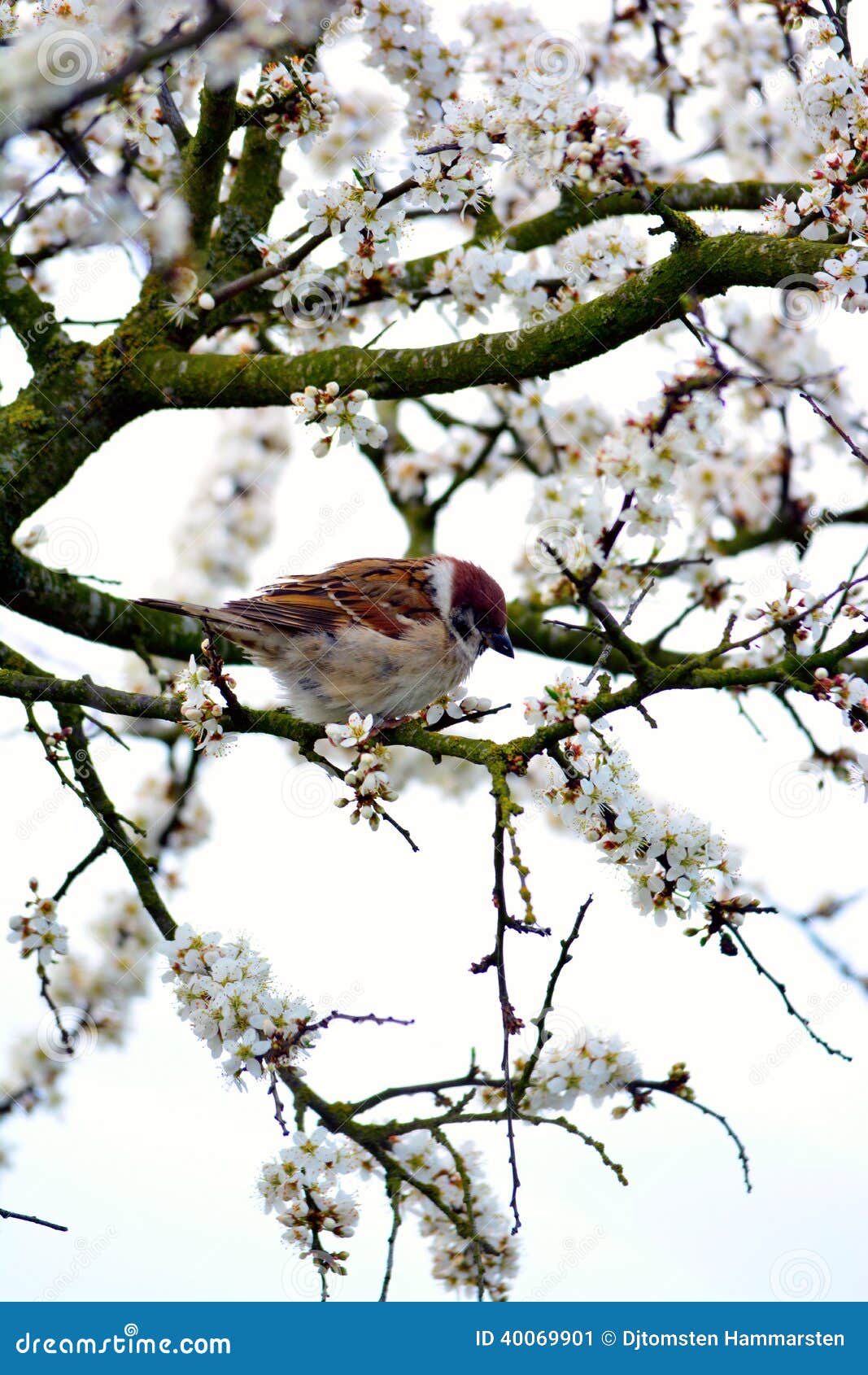 Sparrow on branch stock image. Image of white, vertebrate - 40069901