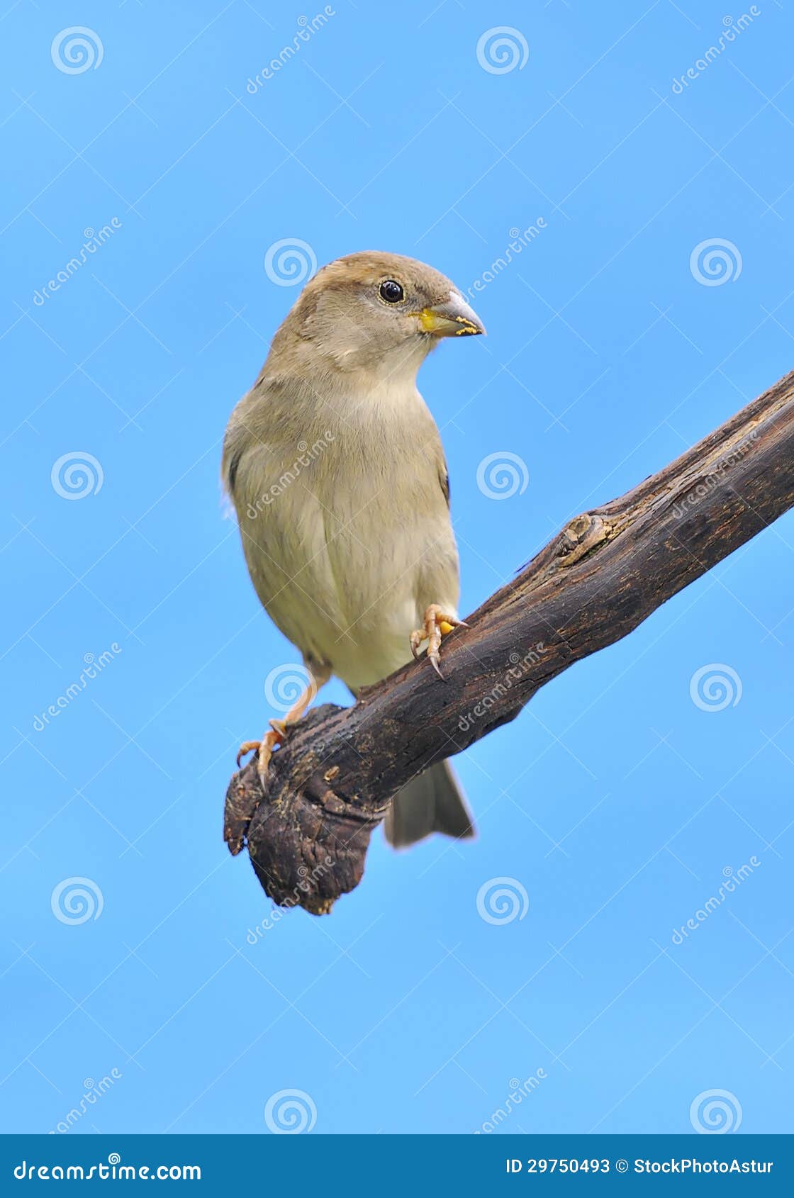 Passer Domesticus. stock image. Image of passer, male - 29750493