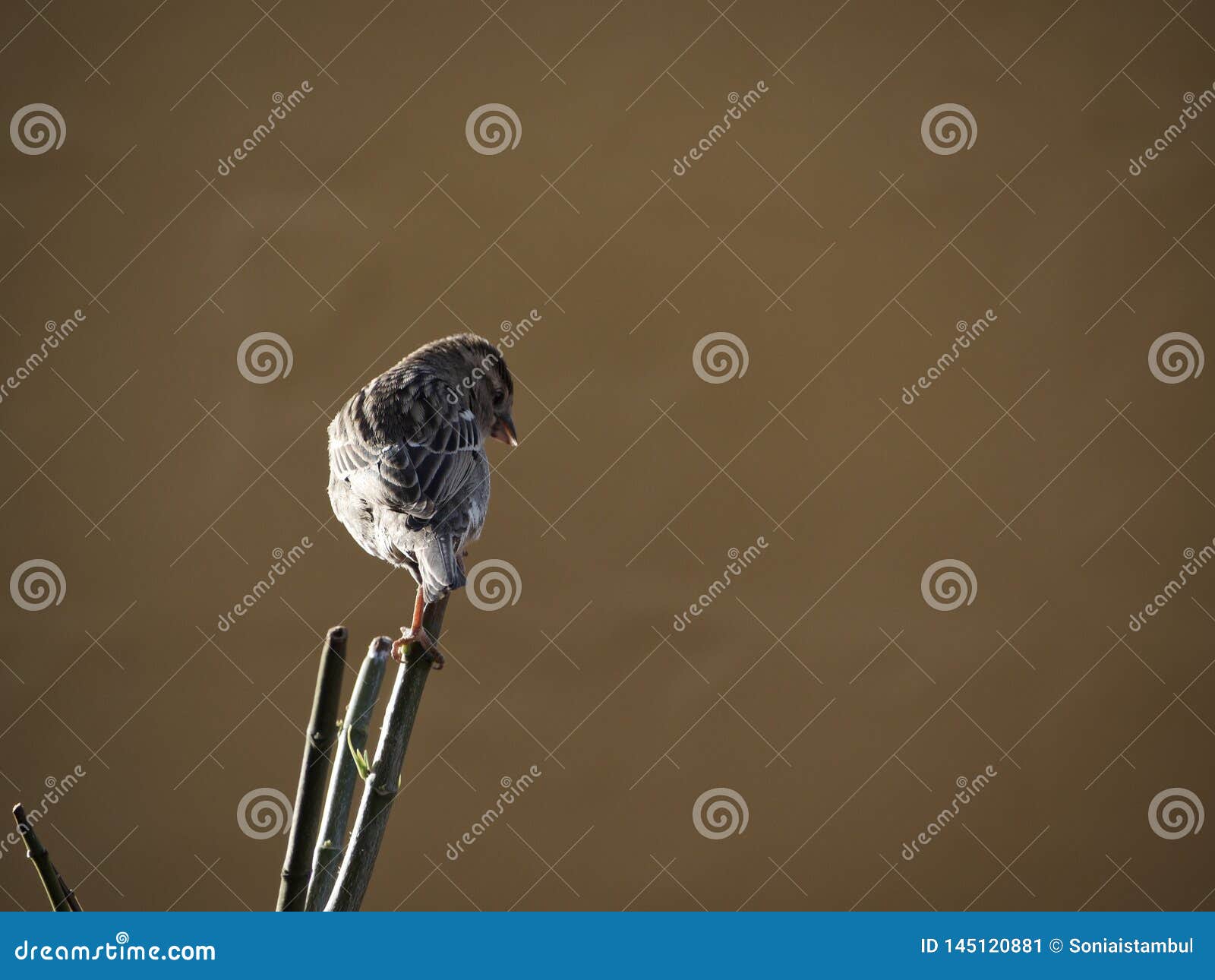 Nice Birdie stock image. Image of close, colorful, cute - 145120881