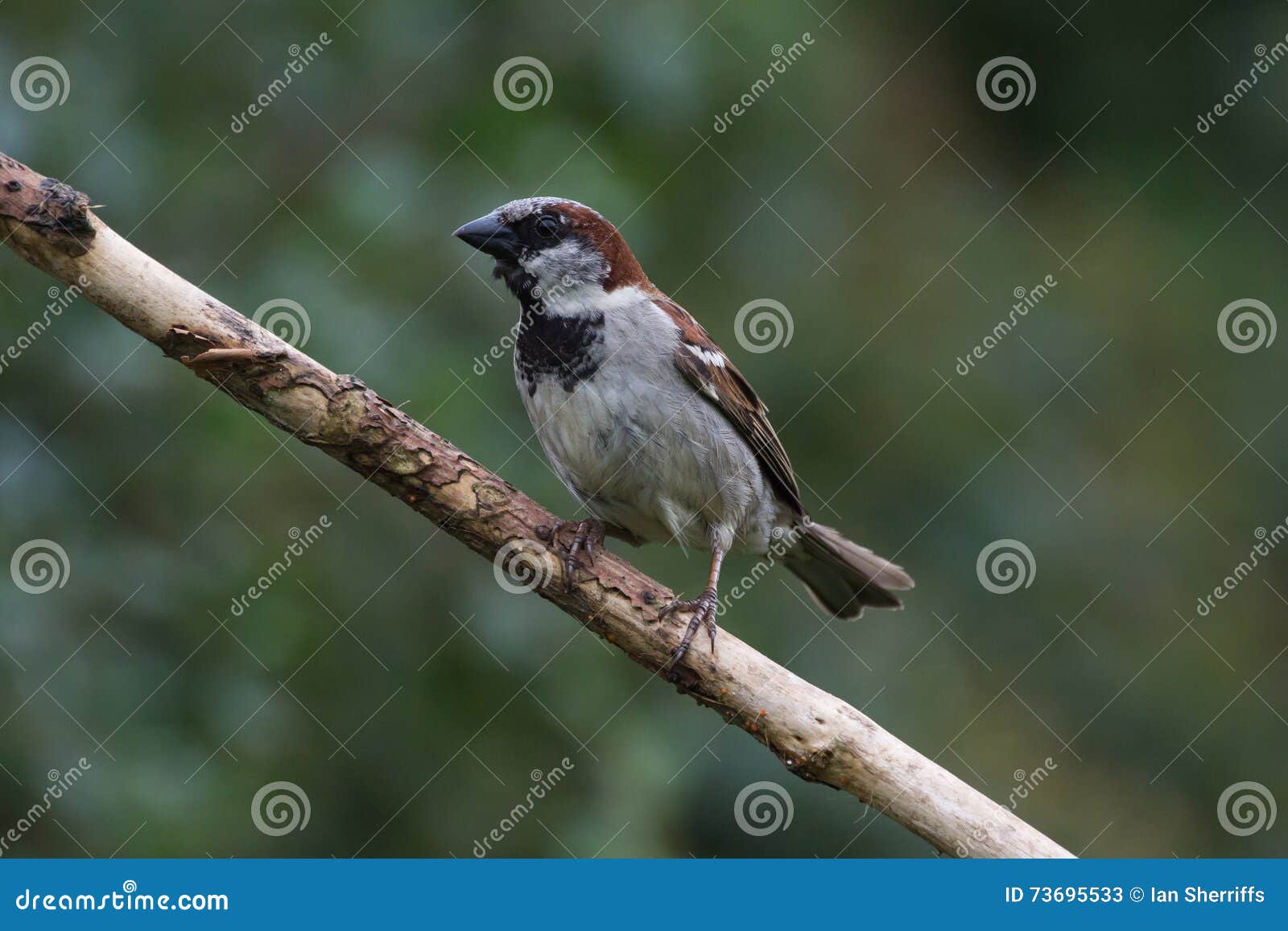 Sparrow on Branch stock image. Image of wild, domesticus - 73695533