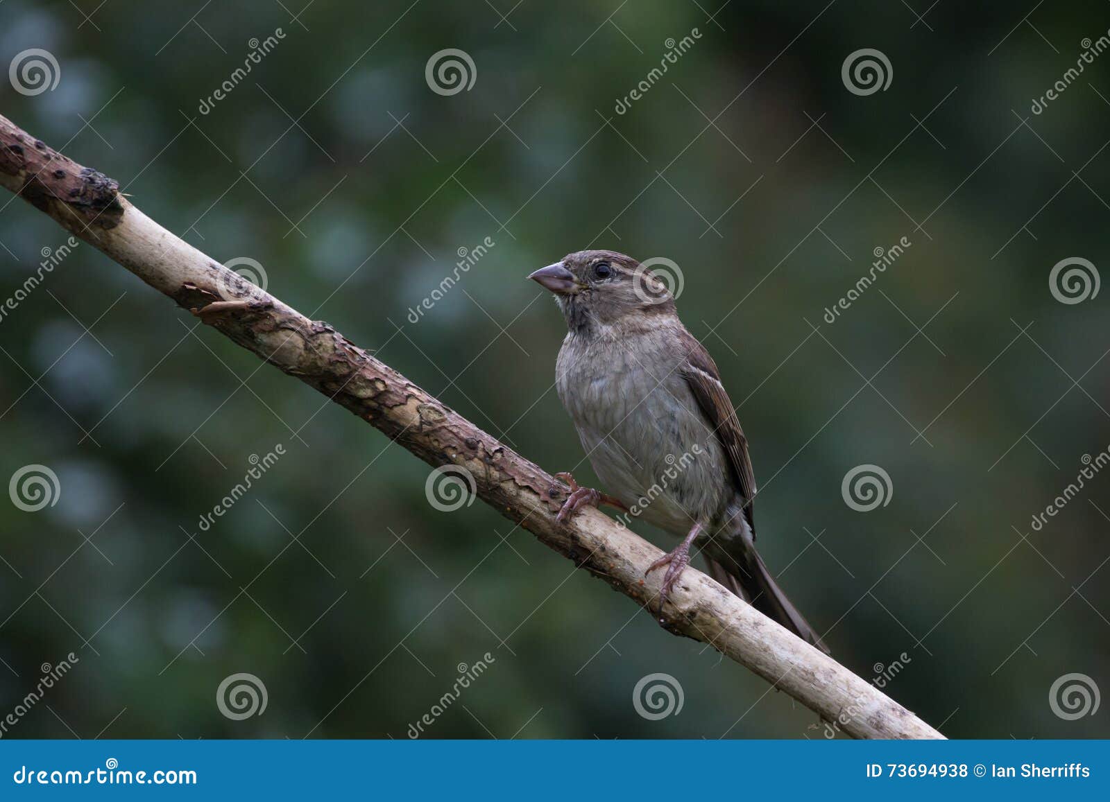 Sparrow on Branch Facing Left Stock Photo - Image of tree, bird: 73694938
