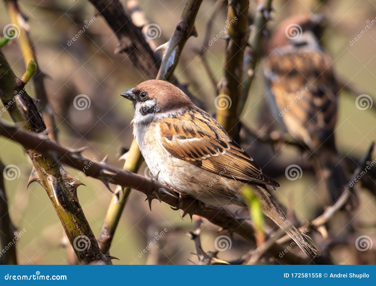Sparrow on a Branch in the Spring Stock Photo - Image of titmouse ...
