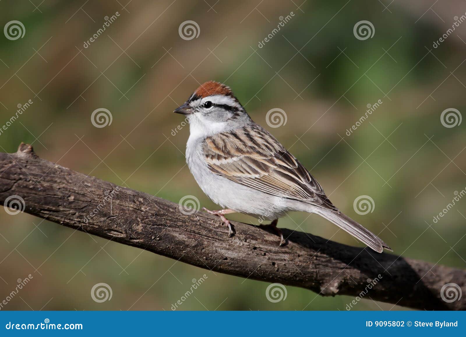 Sparrow on a Branch in Spring Stock Photo - Image of birds, avian: 9095802