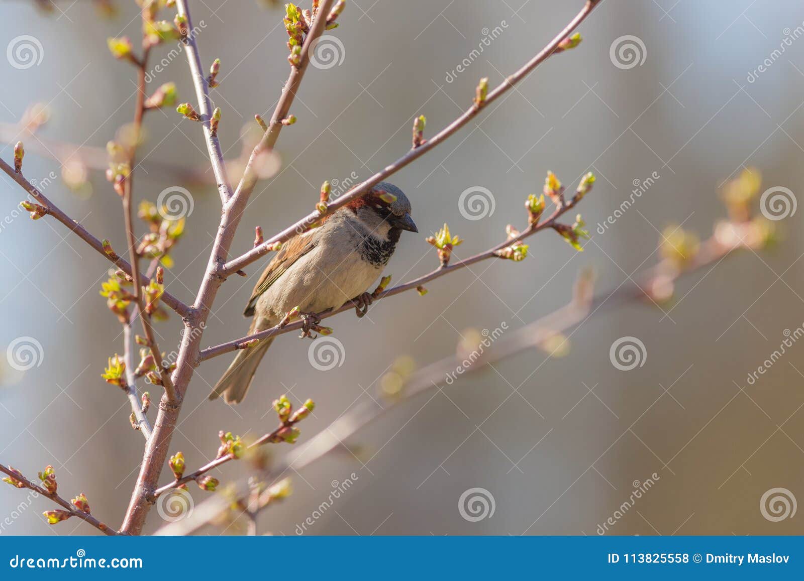 Sparrow in spring stock photo. Image of twig, sparrow - 113825558