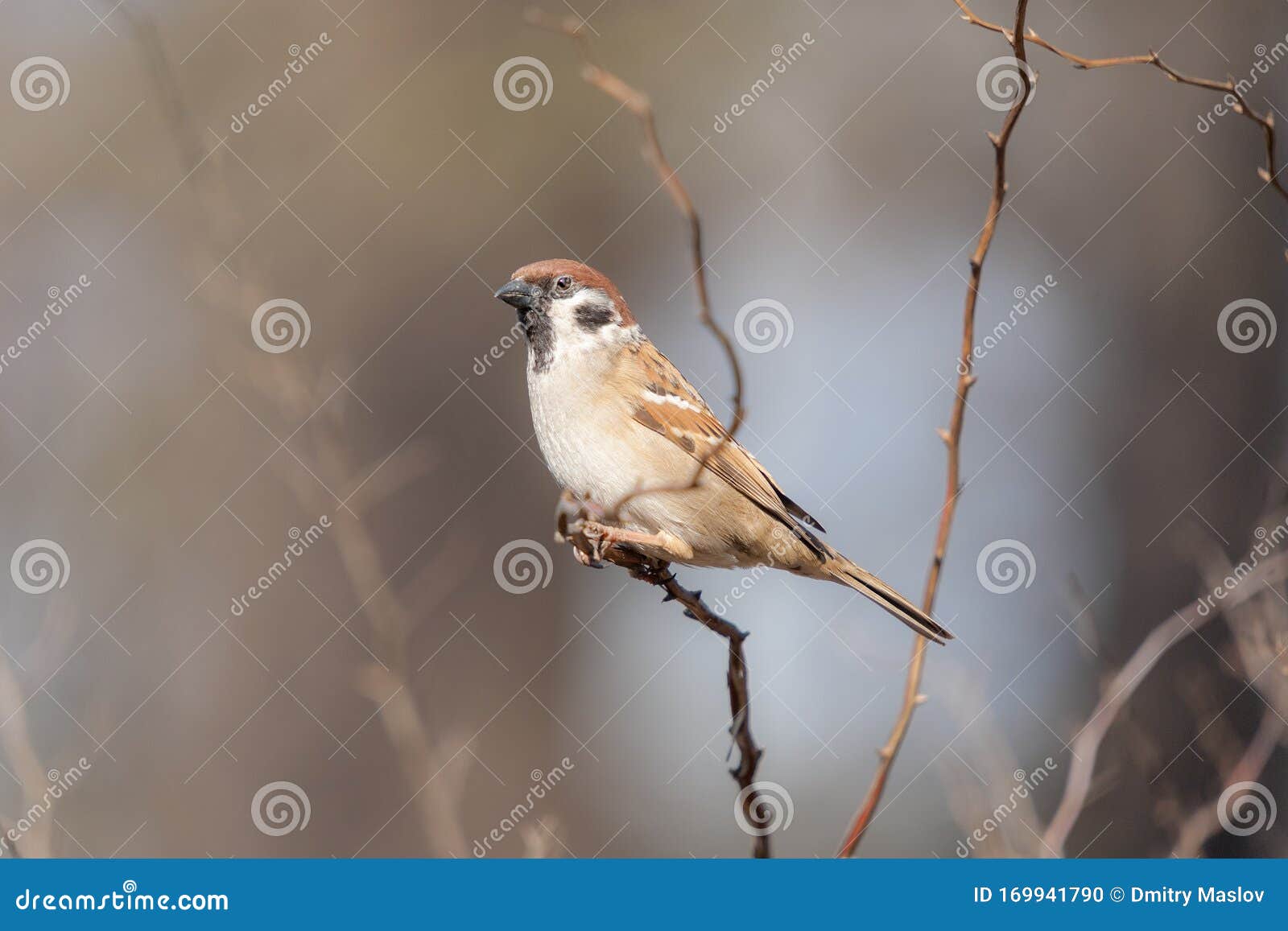 Sparrow on a Branch in Spring Stock Photo - Image of small, birds ...