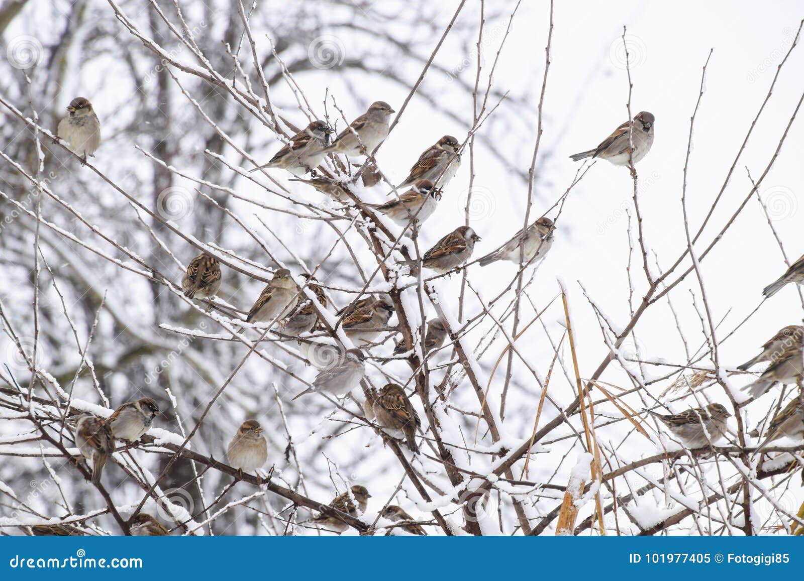 Sparrow on Branches of Bushes. Winter Weekdays for Sparrows Stock Image ...