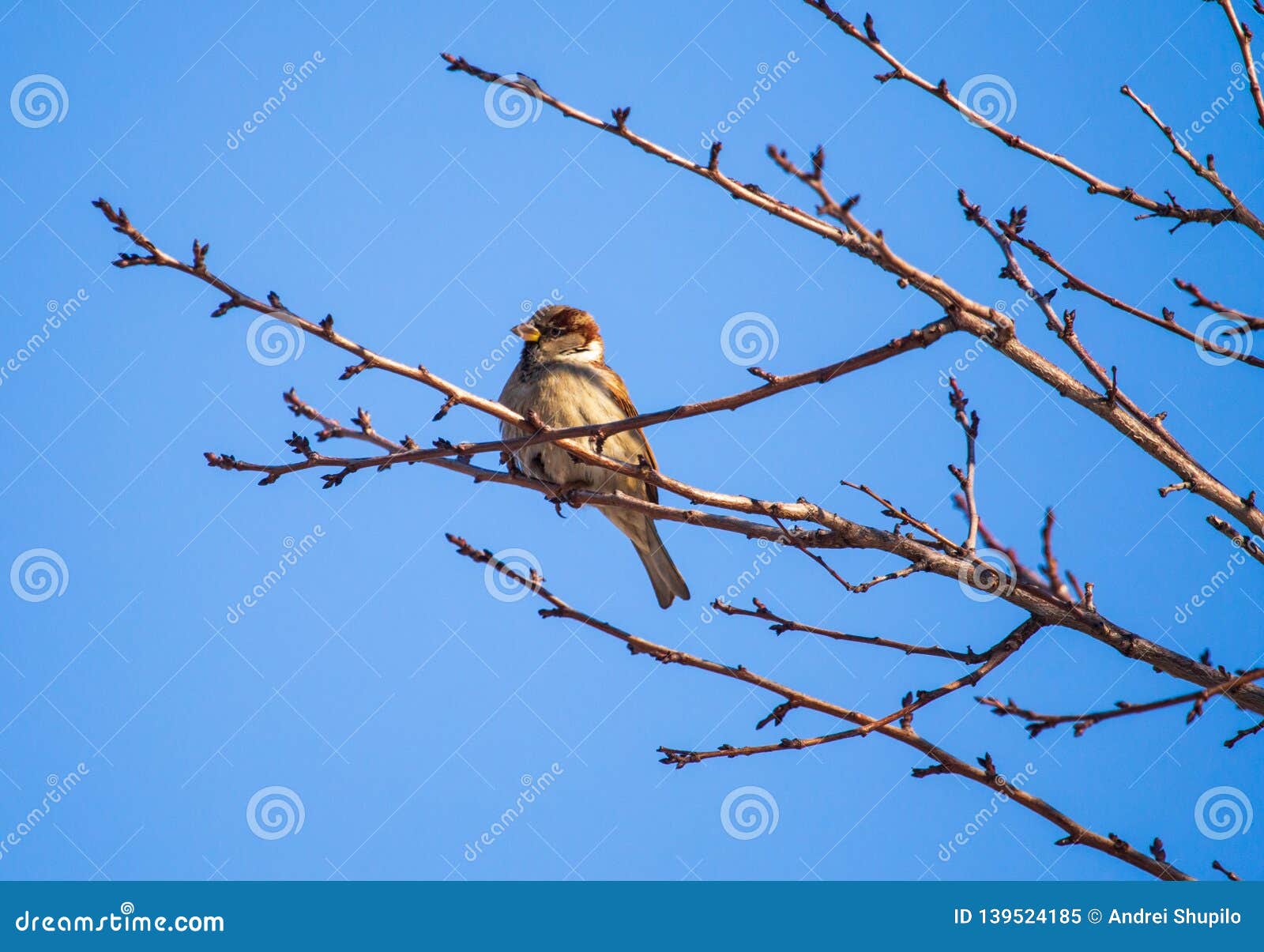 Sparrow on the Branches of a Tree Against the Blue Sky Stock Image ...