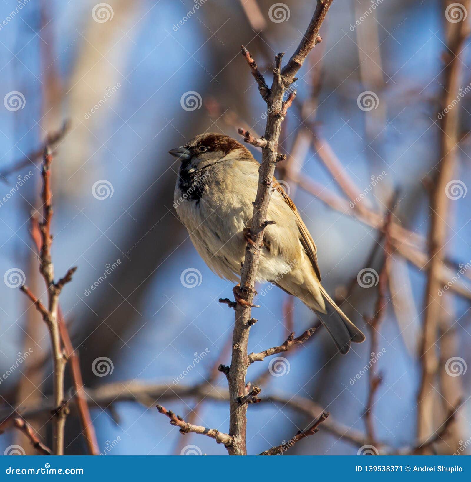 Sparrow on the Branches of a Tree Against the Blue Sky Stock Image ...