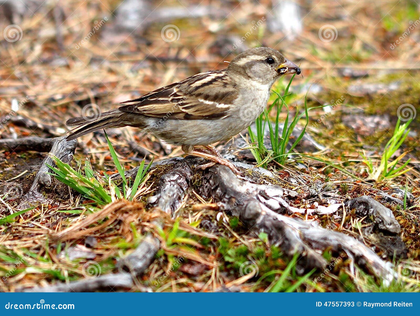 Sparrow with Bug in the Mouth Stock Image - Image of sparrow, roots ...