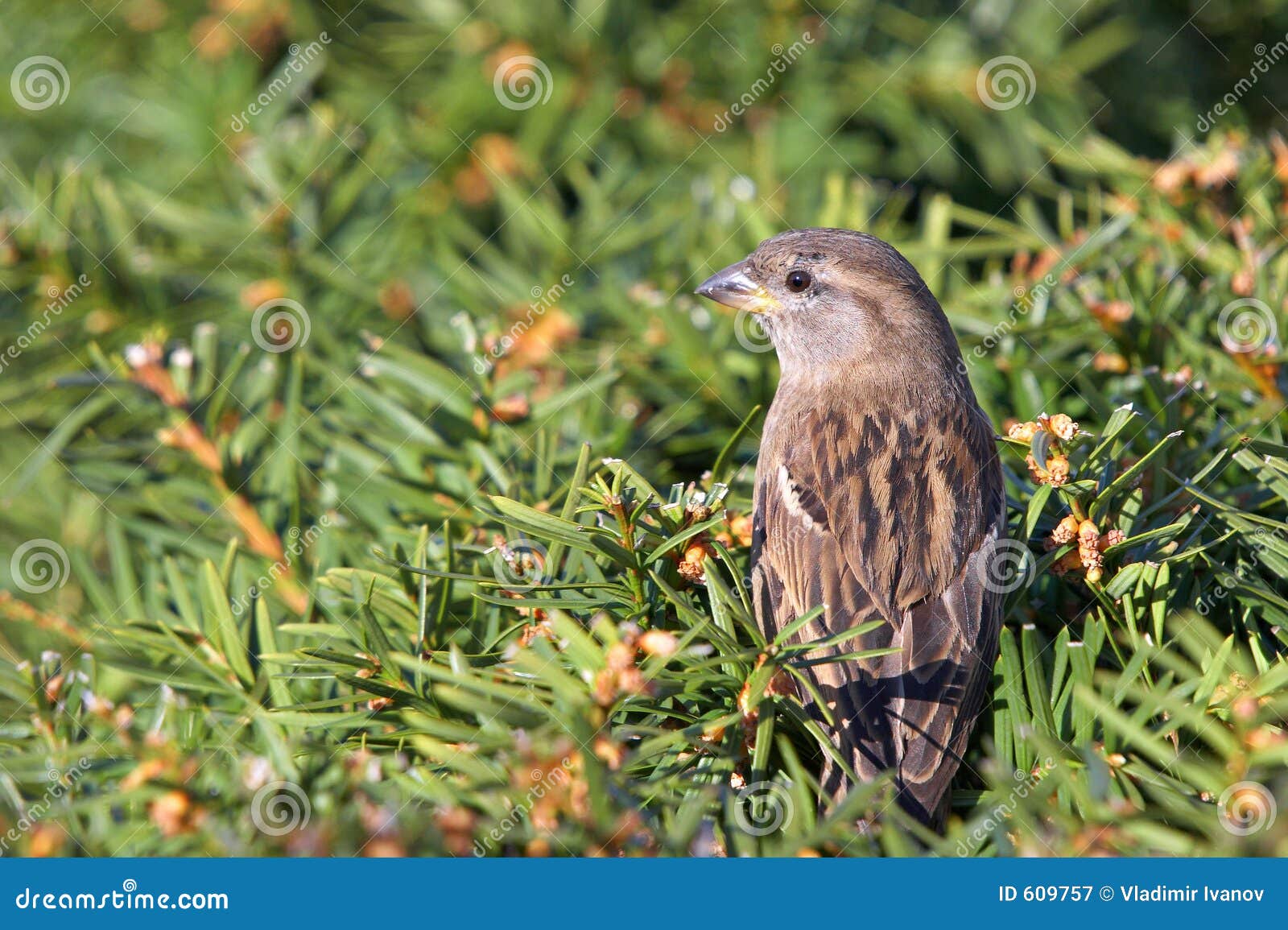 Sparrow on the bush stock image. Image of wing, wildlife - 609757