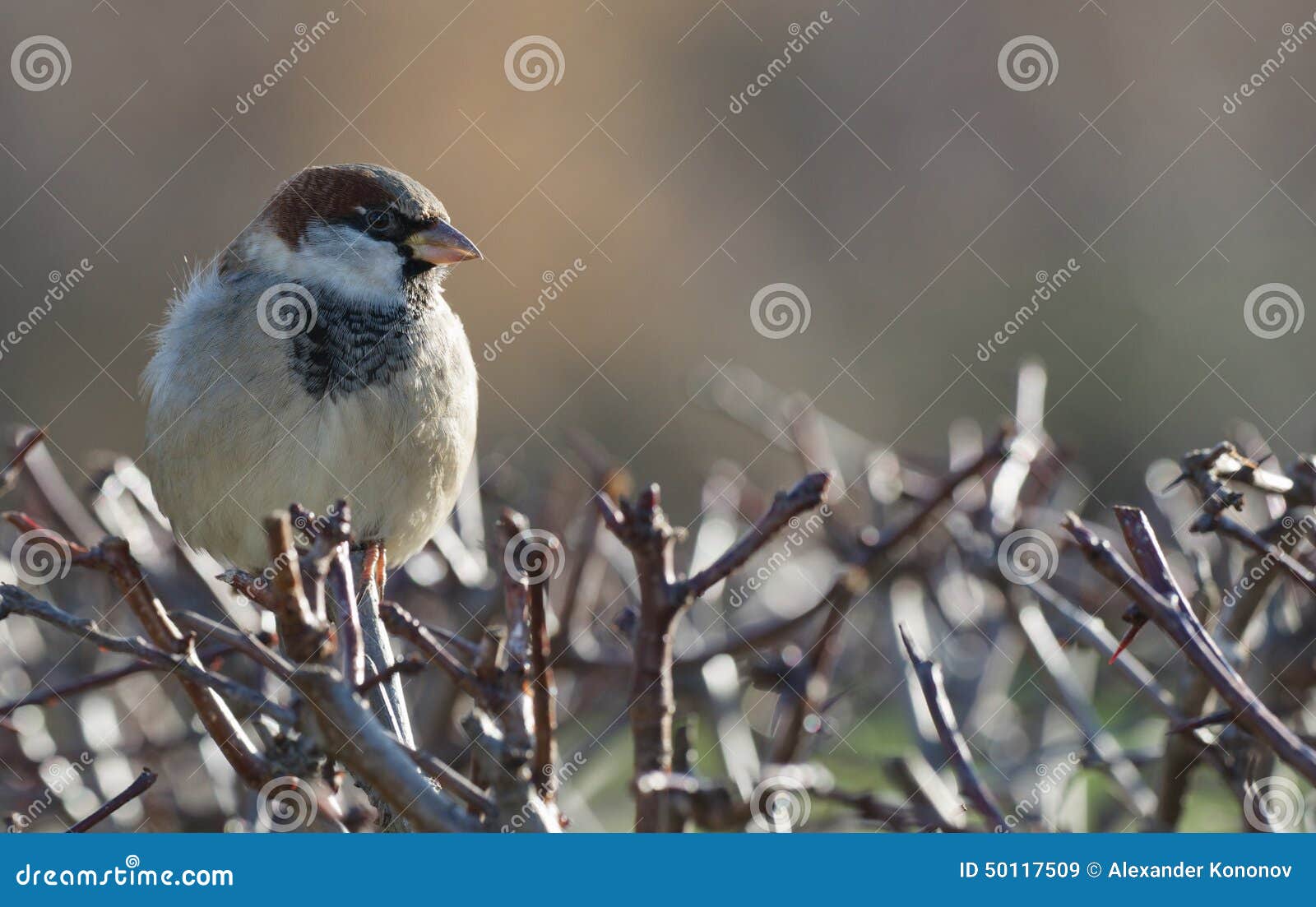 Sparrow on the bush stock image. Image of animals, nature - 50117509
