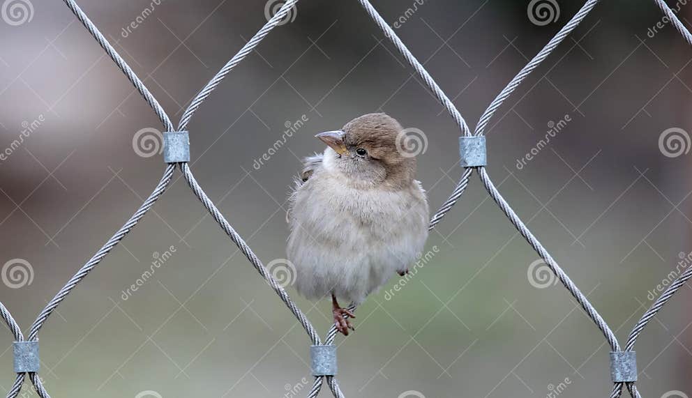 Sparrow on Chain Link Fence Stock Photo - Image of bird, wire: 171341802