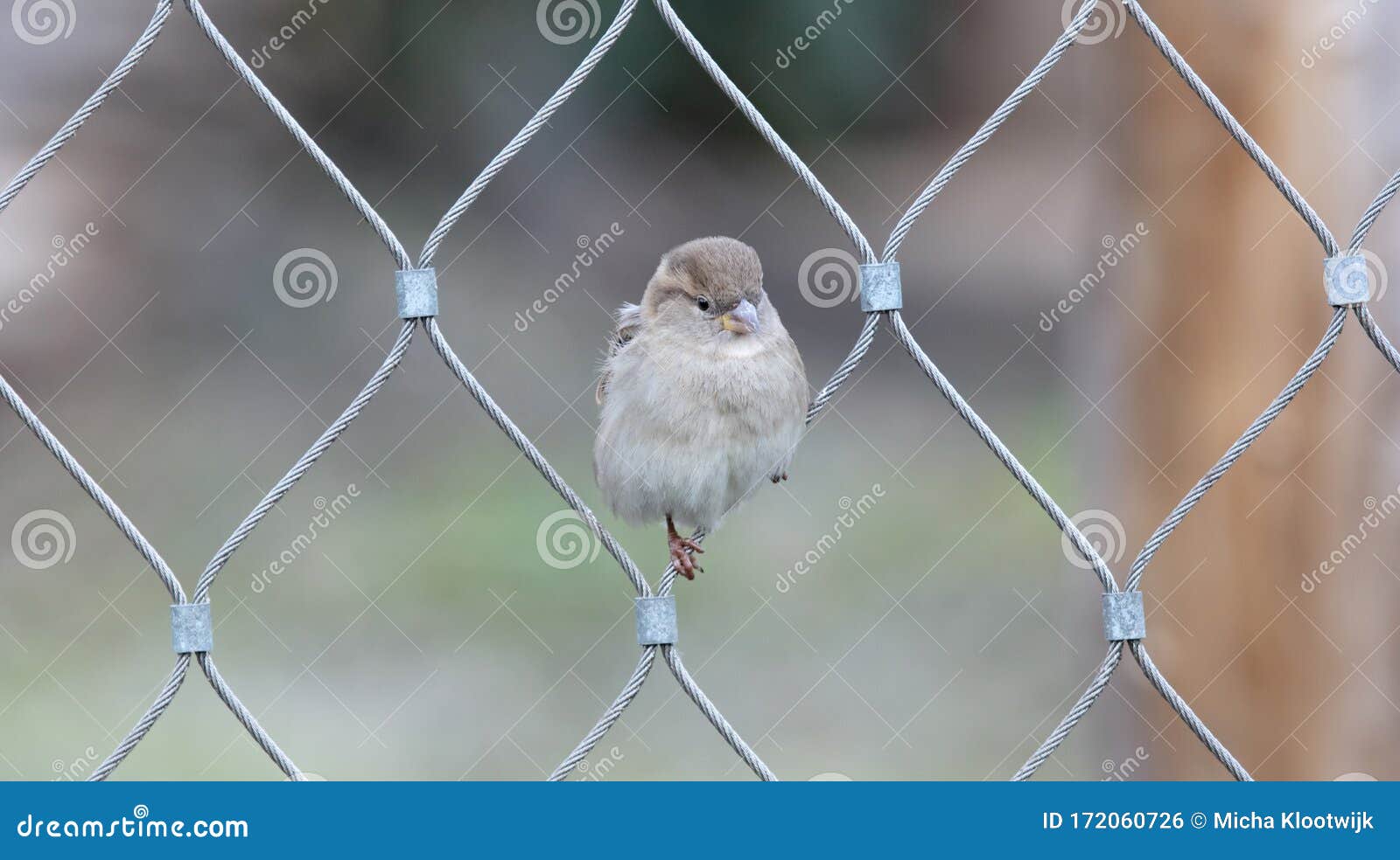 Sparrow on Chain Link Fence Stock Photo - Image of nature, wildlife ...