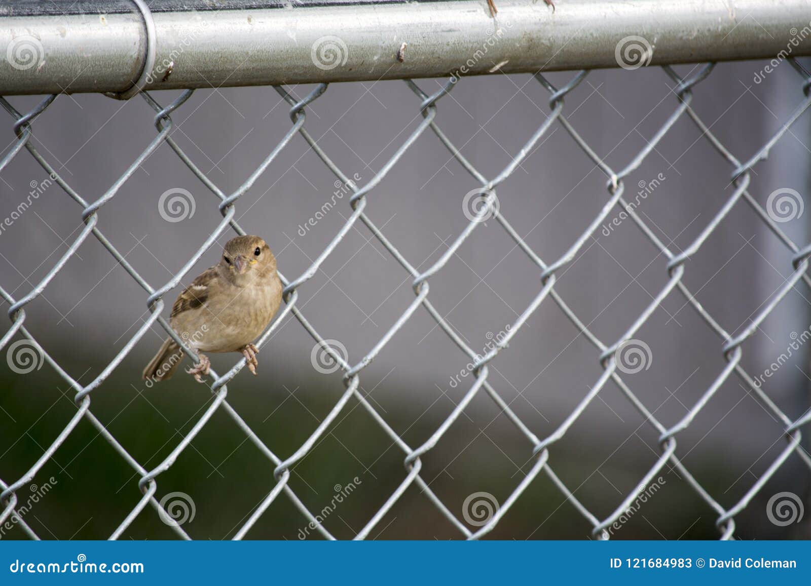 Sparrow on Chain Link Fence Stock Image - Image of alert, link: 121684983