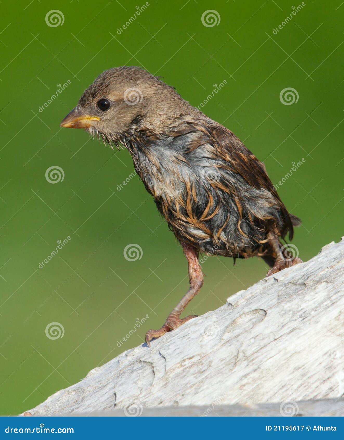 Sparrow chick stock image. Image of branch, outdoors - 21195617