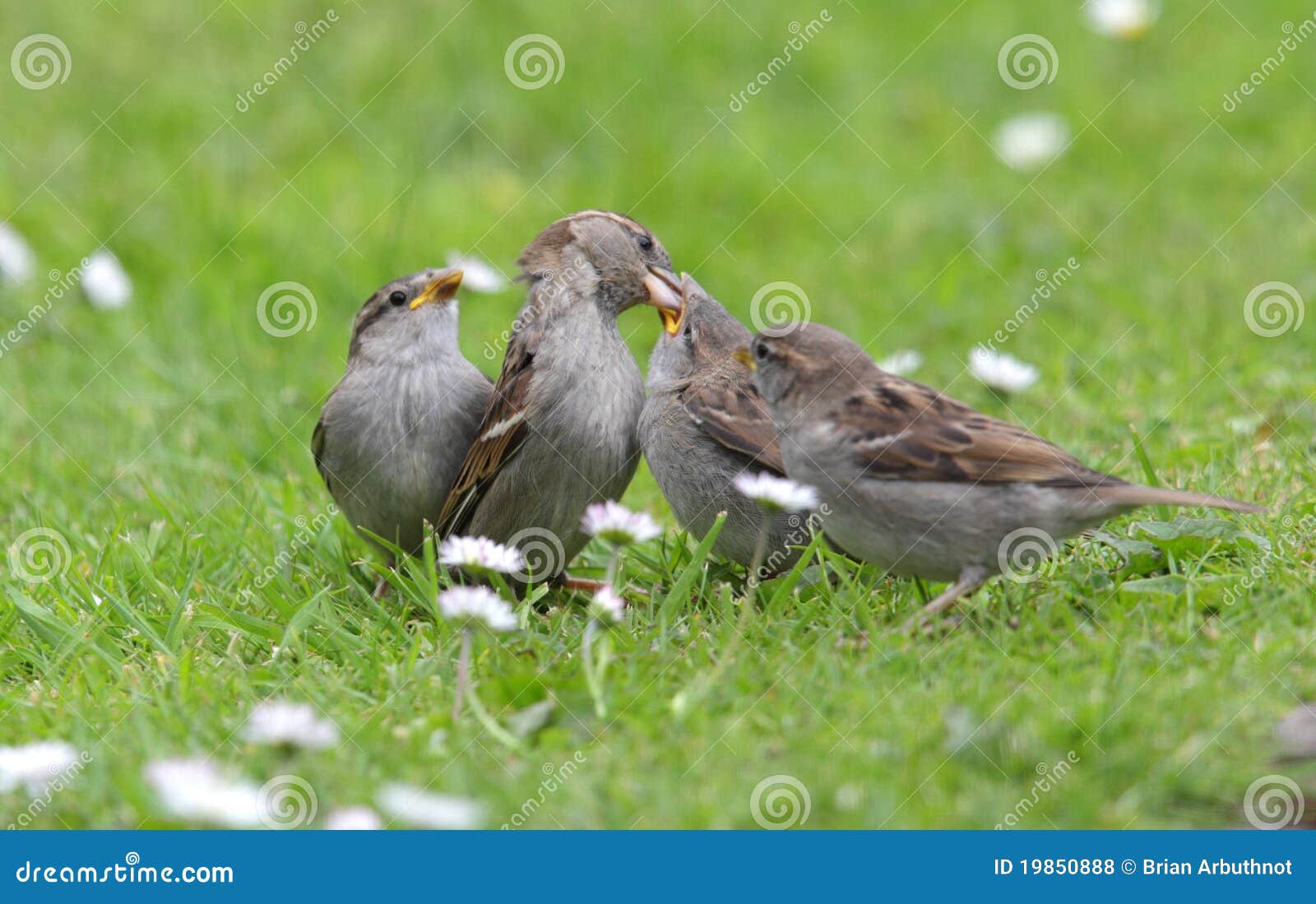 Sparrow chicks. stock photo. Image of birds, bird, chick - 19850888
