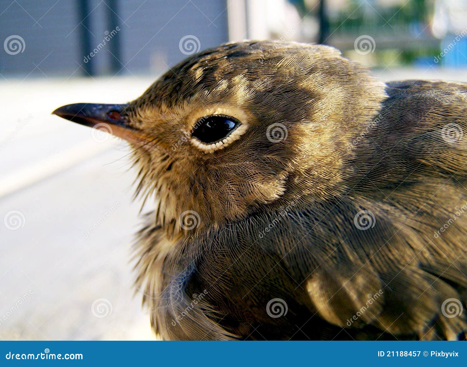 Sparrow Close Up stock image. Image of feathers, bird - 21188457