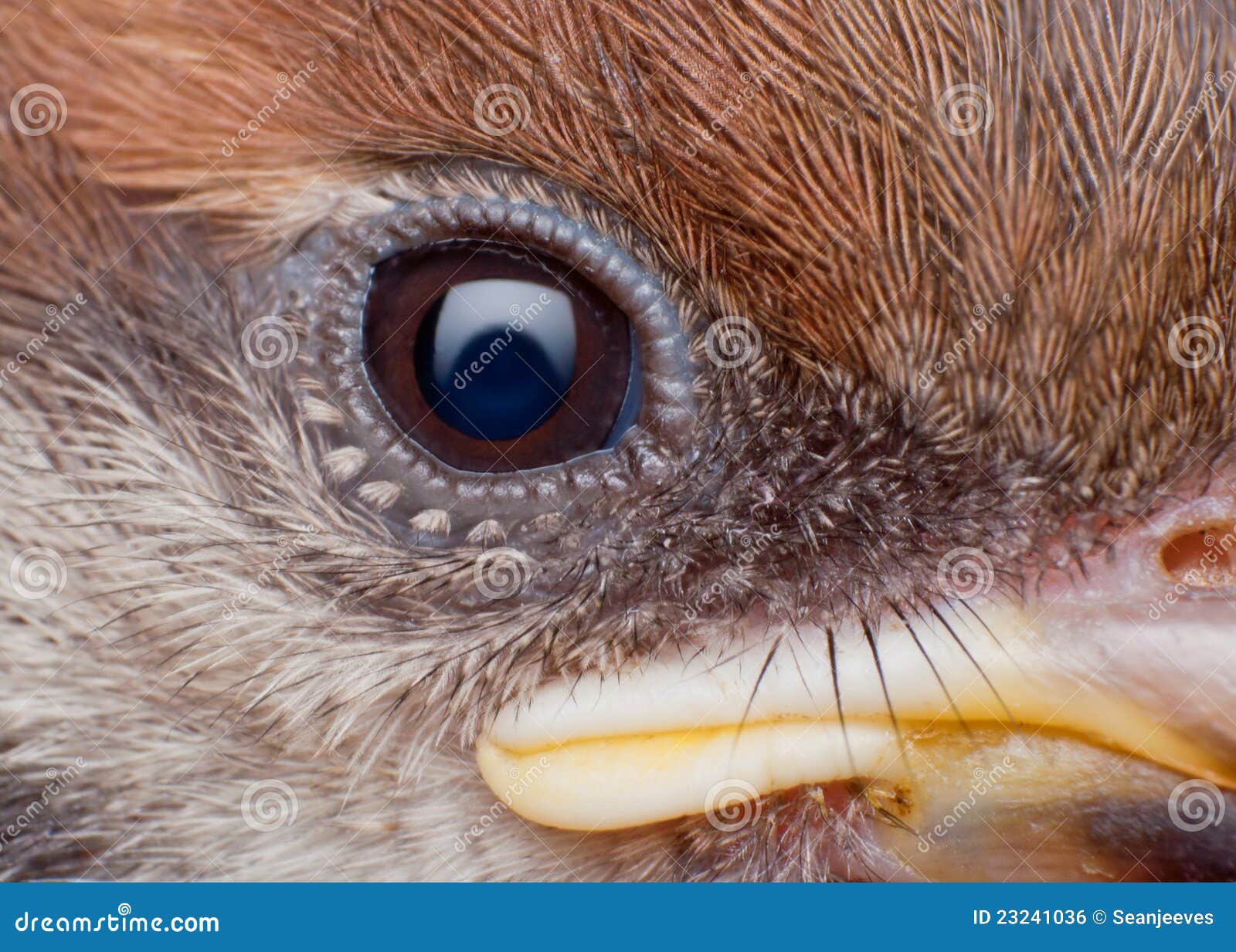 Sparrow close up stock photo. Image of animal, nature - 23241036