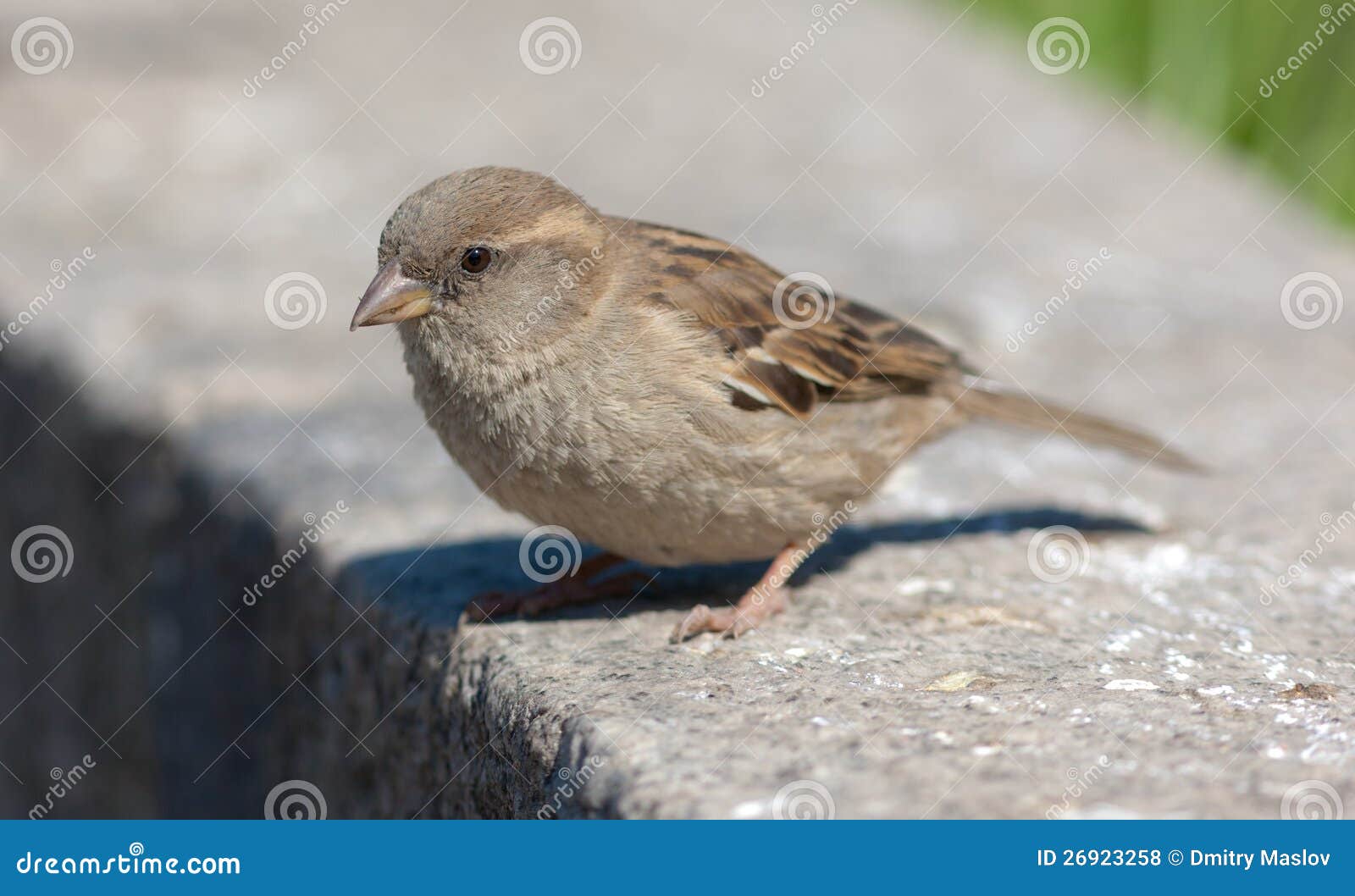 Sparrow close up stock photo. Image of cute, grass, macro - 26923258
