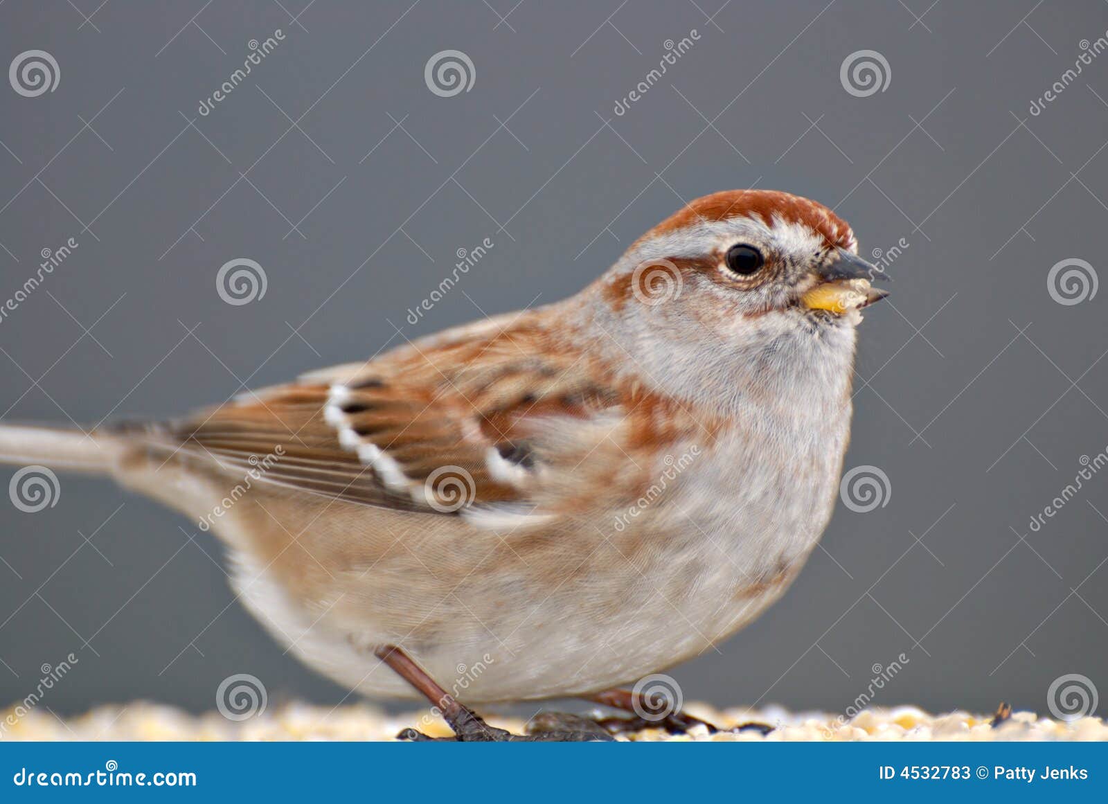 Sparrow Close Up stock image. Image of nature, avian, animal - 4532783
