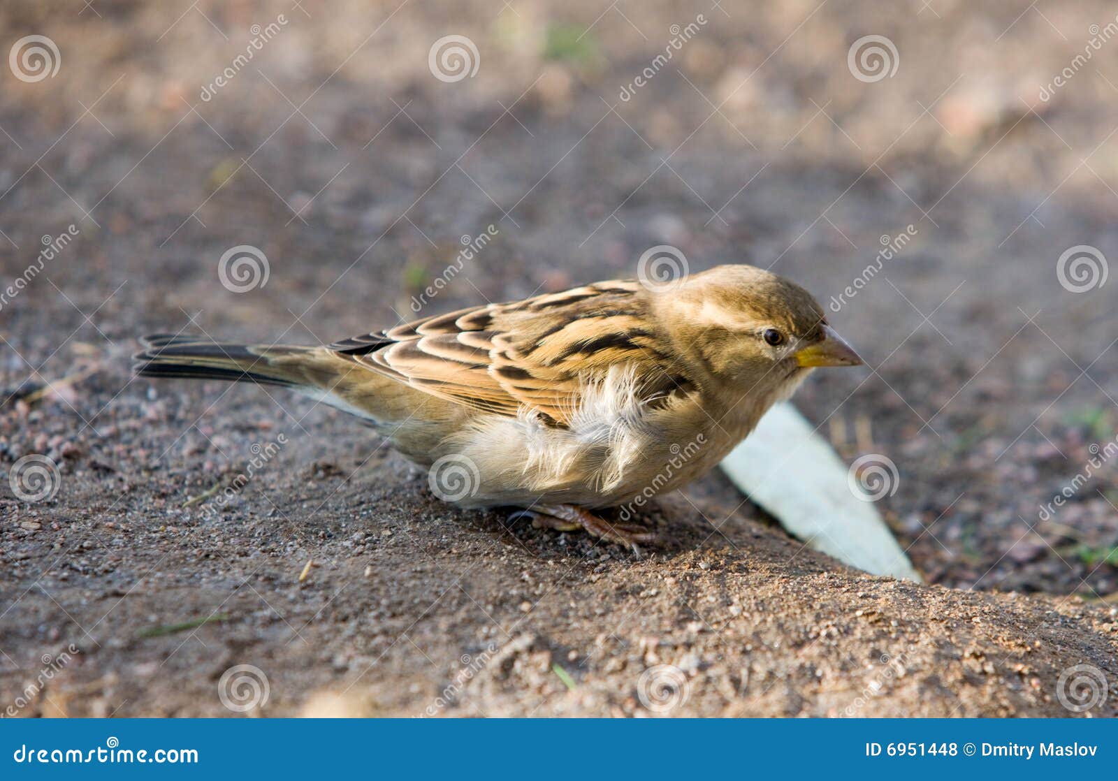 Sparrow close up stock photo. Image of feather, sparrow - 6951448