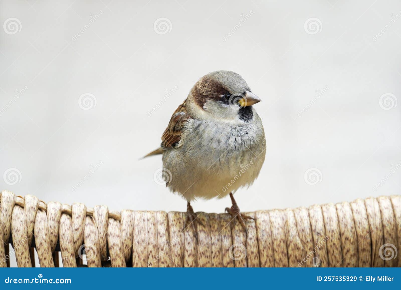 Sparrow close-up. stock image. Image of close, wildlife - 257535329
