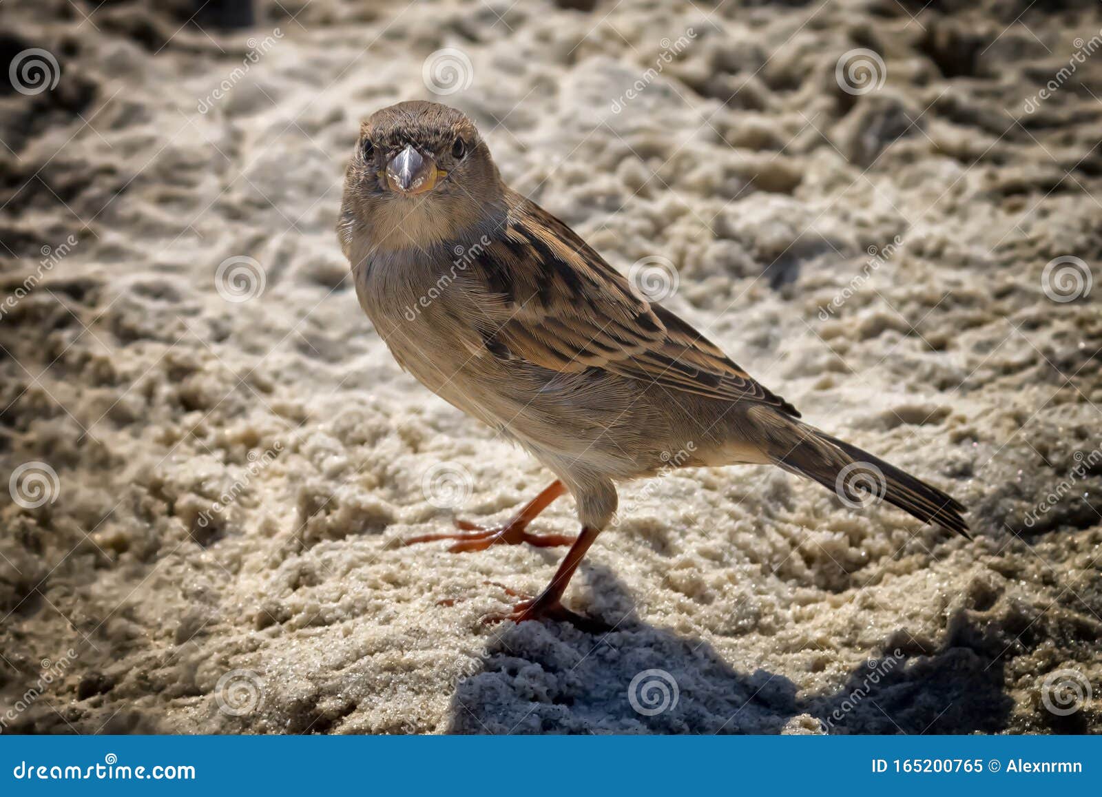 Sparrow Close-up on the Sand. Stock Image - Image of beak, avian: 165200765