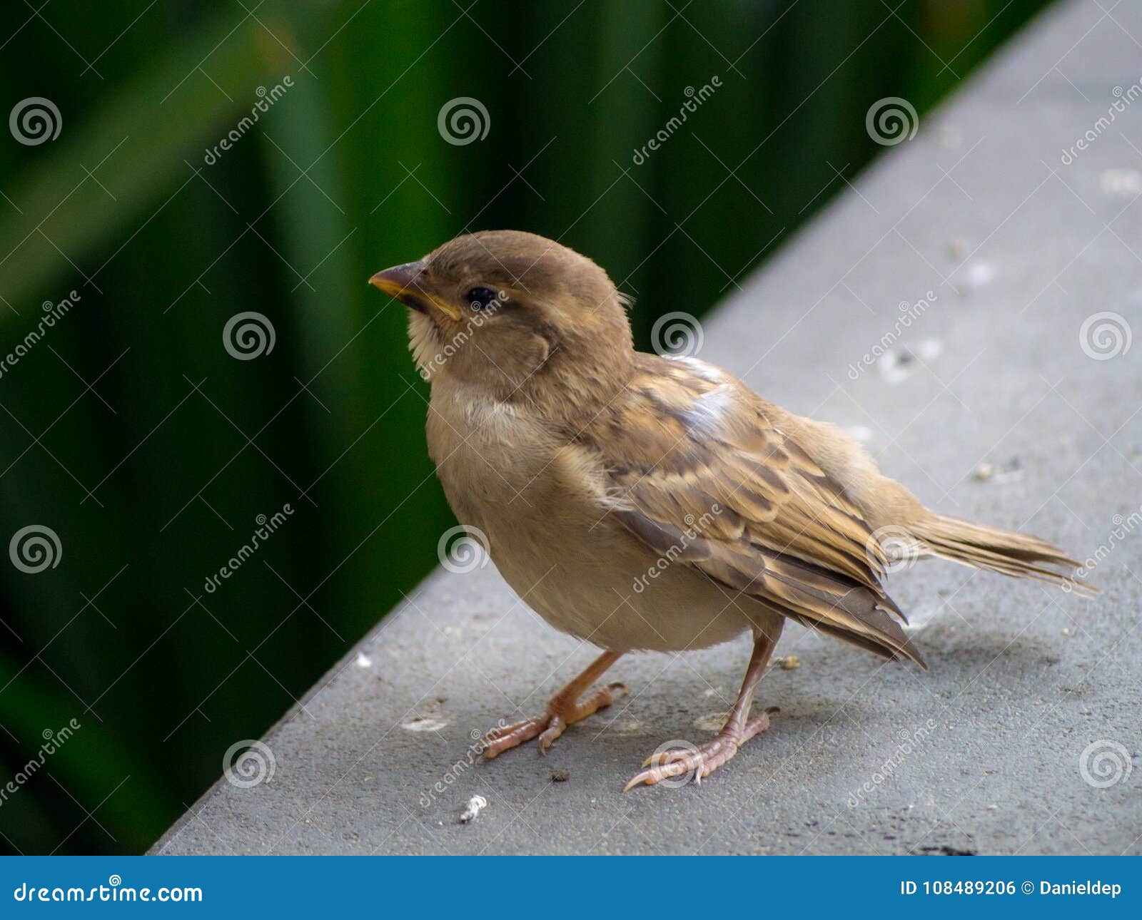 Sparrow, Common Small Brown Bird Stock Photo - Image of cage, fauna ...