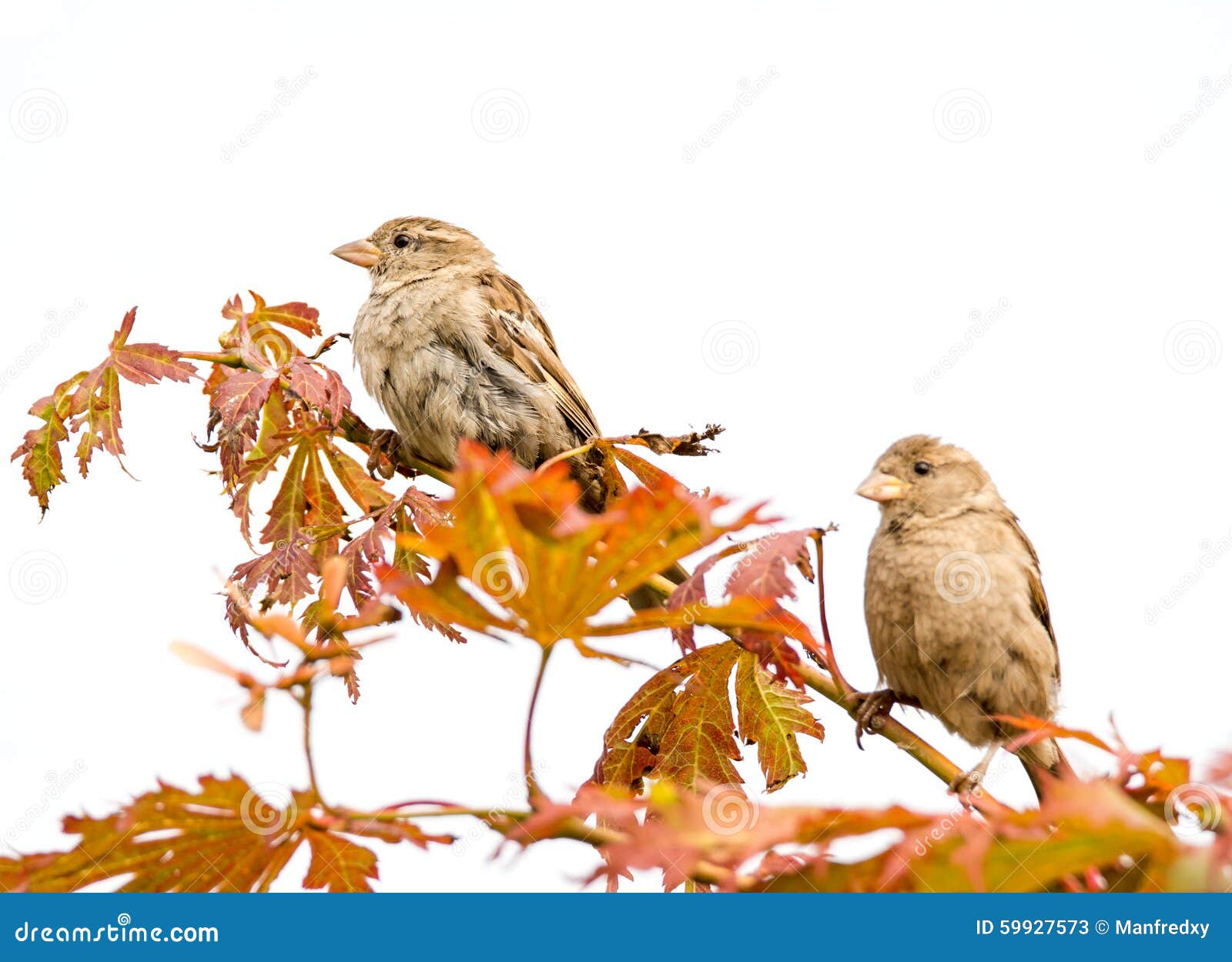 Sparrow couple stock image. Image of passerine, isolated - 59927573