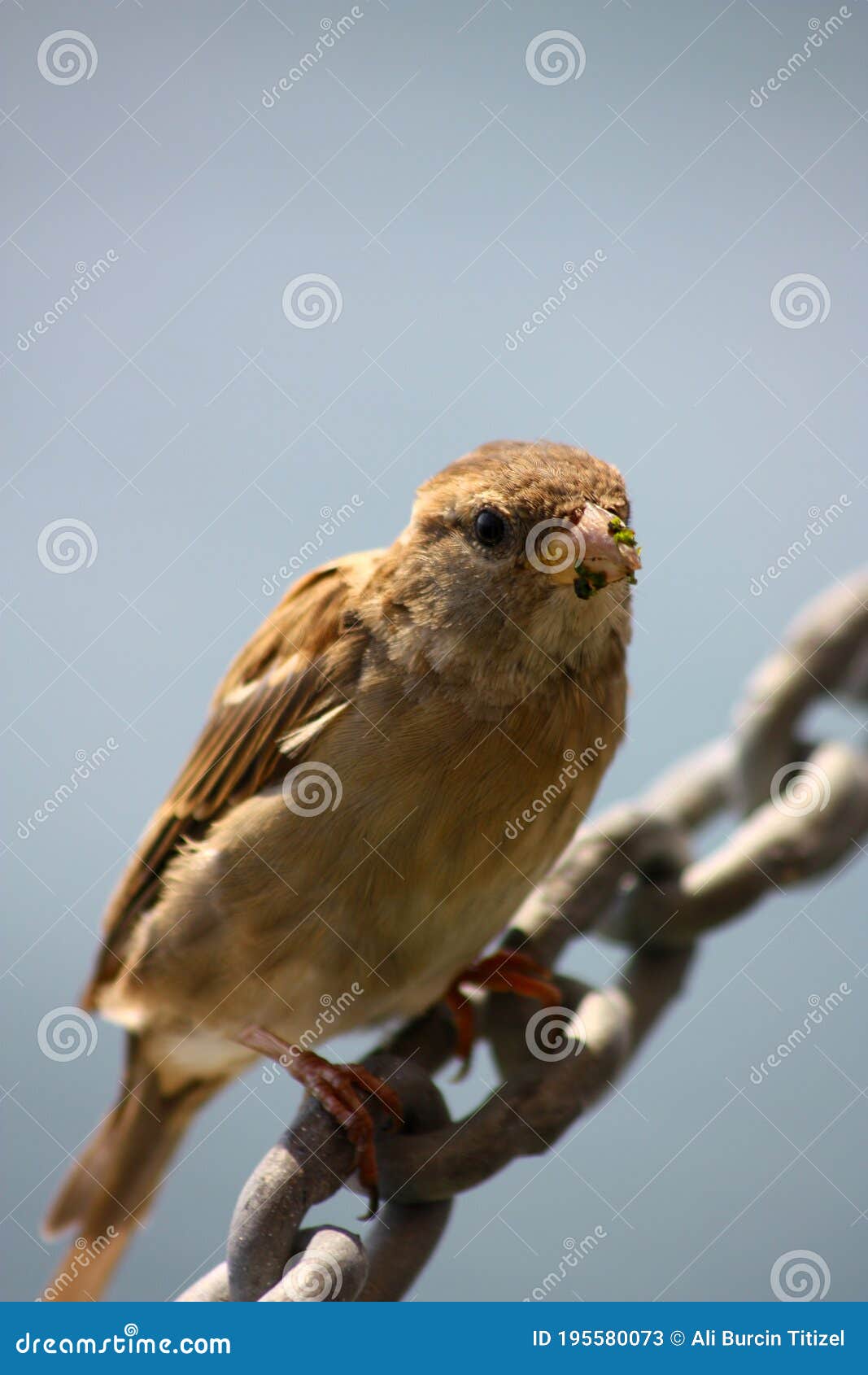 Sparrow Cute and Stands on Chain Stock Image - Image of tweety ...