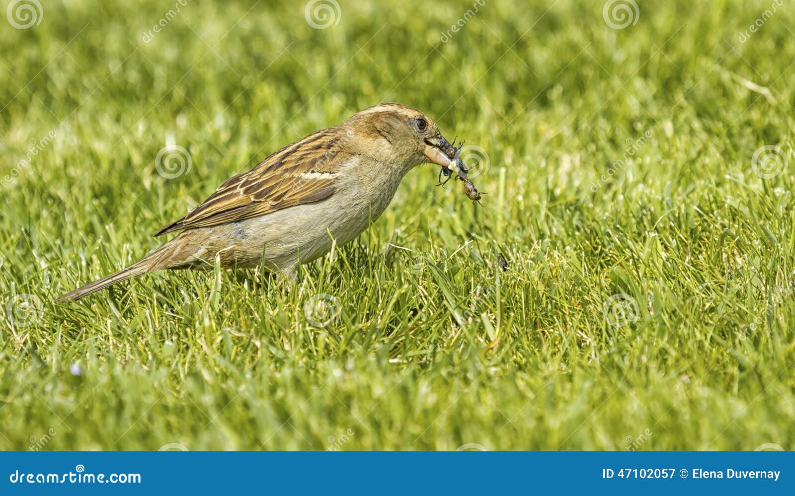 Sparrow eating an insect stock image. Image of sparrow - 47102057