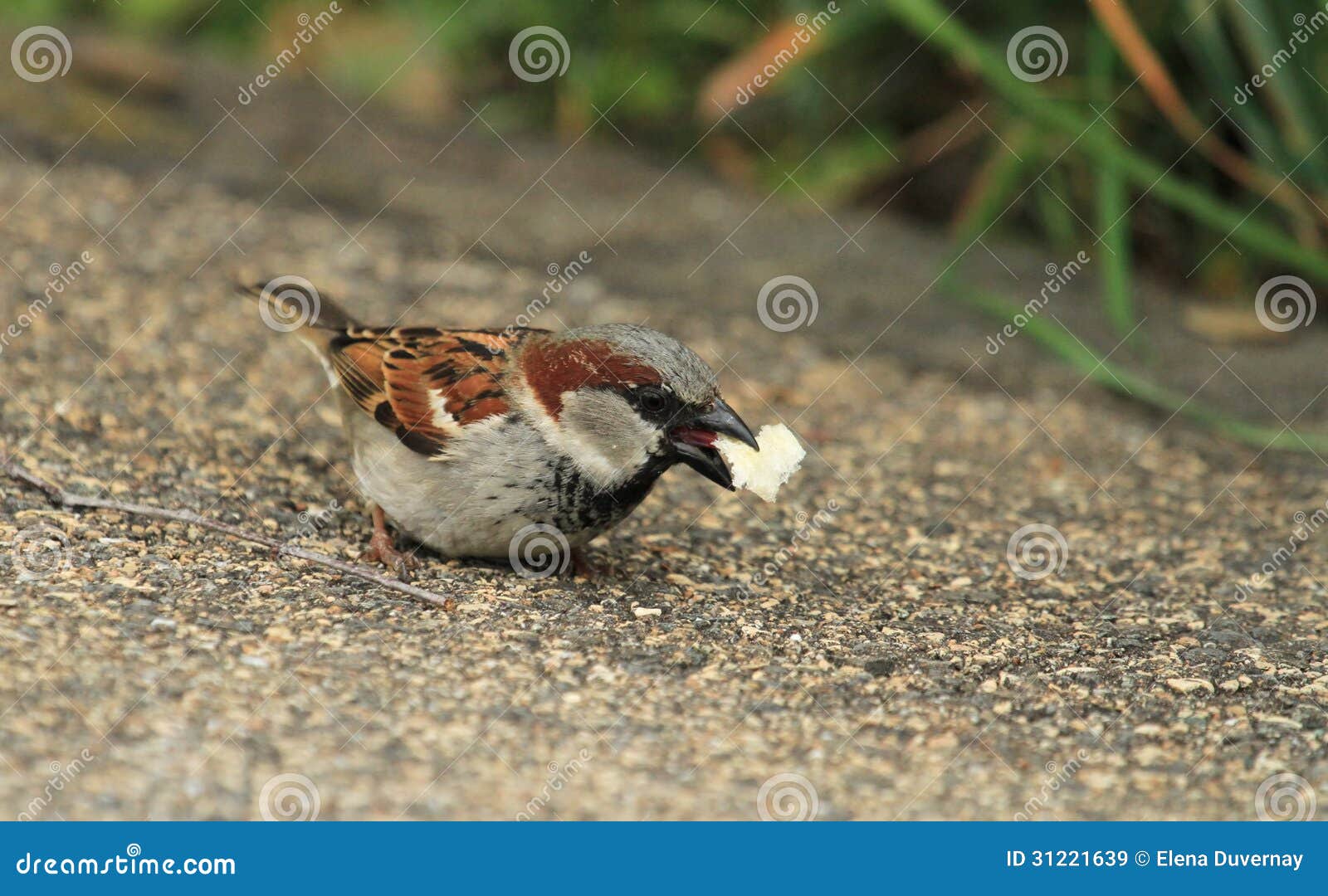 Sparrow eating stock image. Image of passerine, rural - 31221639