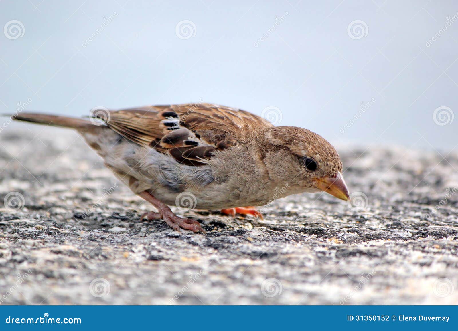 Sparrow eating on a wall stock photo. Image of eyes, cute - 31350152