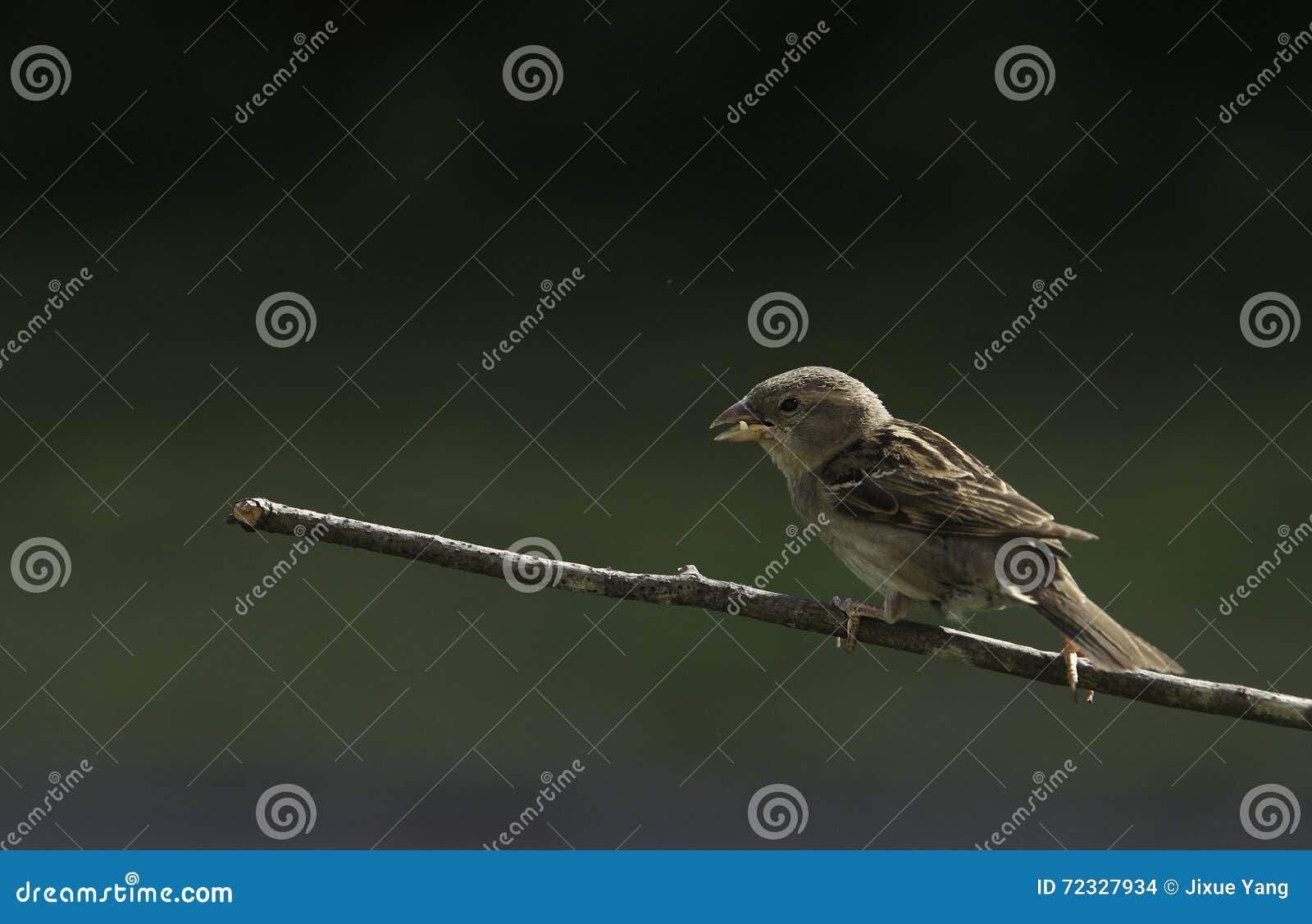 Sparrow stock photo. Image of food, nature, outdoors - 72327934