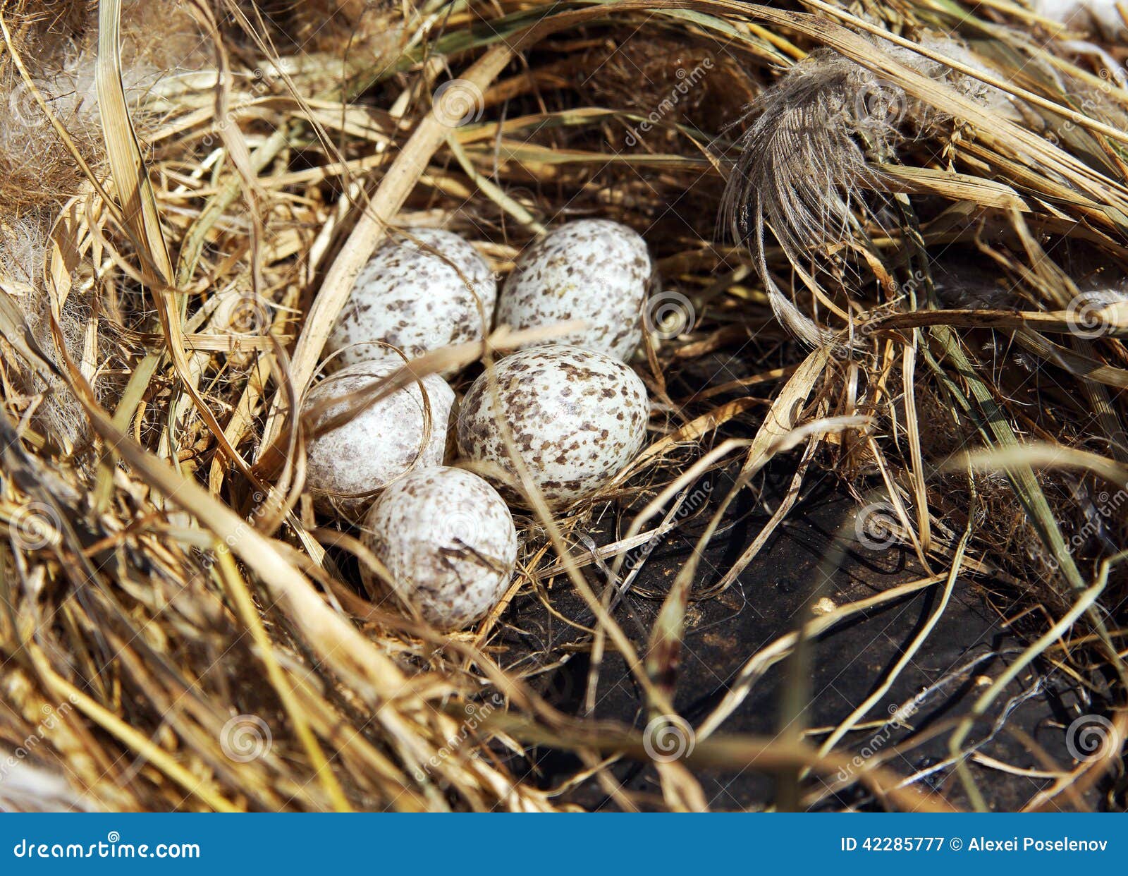 Sparrow eggs in a nest stock image. Image of grass, little - 42285777