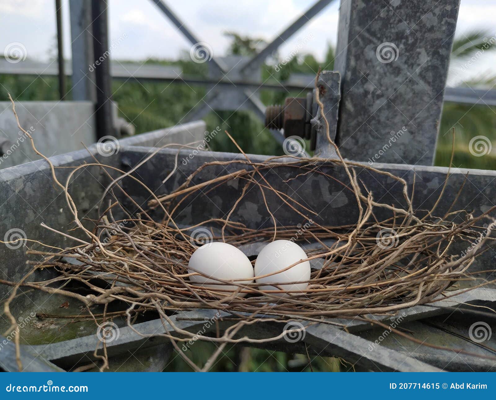 Sparrow eggs on the tower stock image. Image of world - 207714615