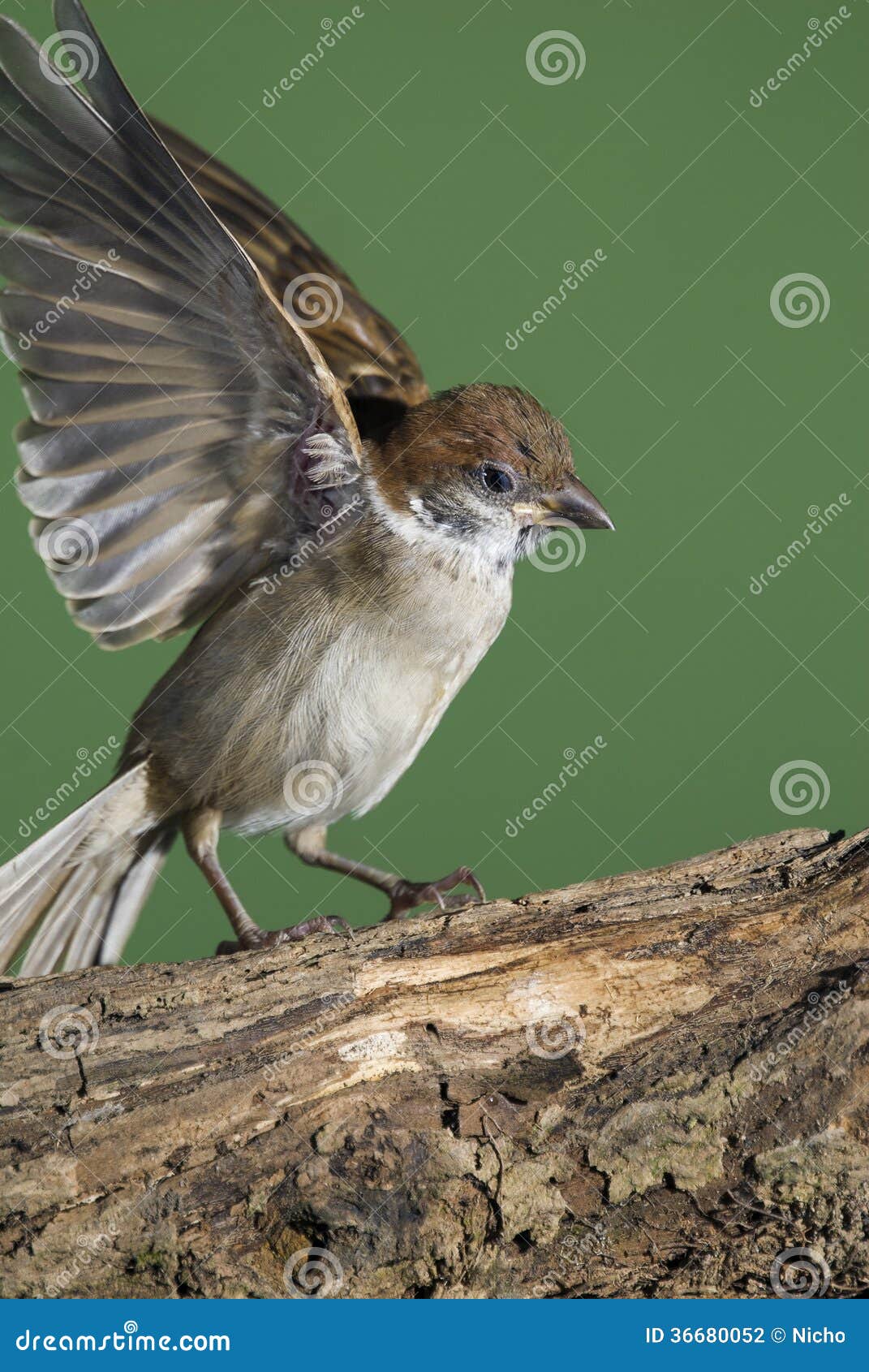 Sparrow stock photo. Image of branch, juvenile, innocent - 36680052