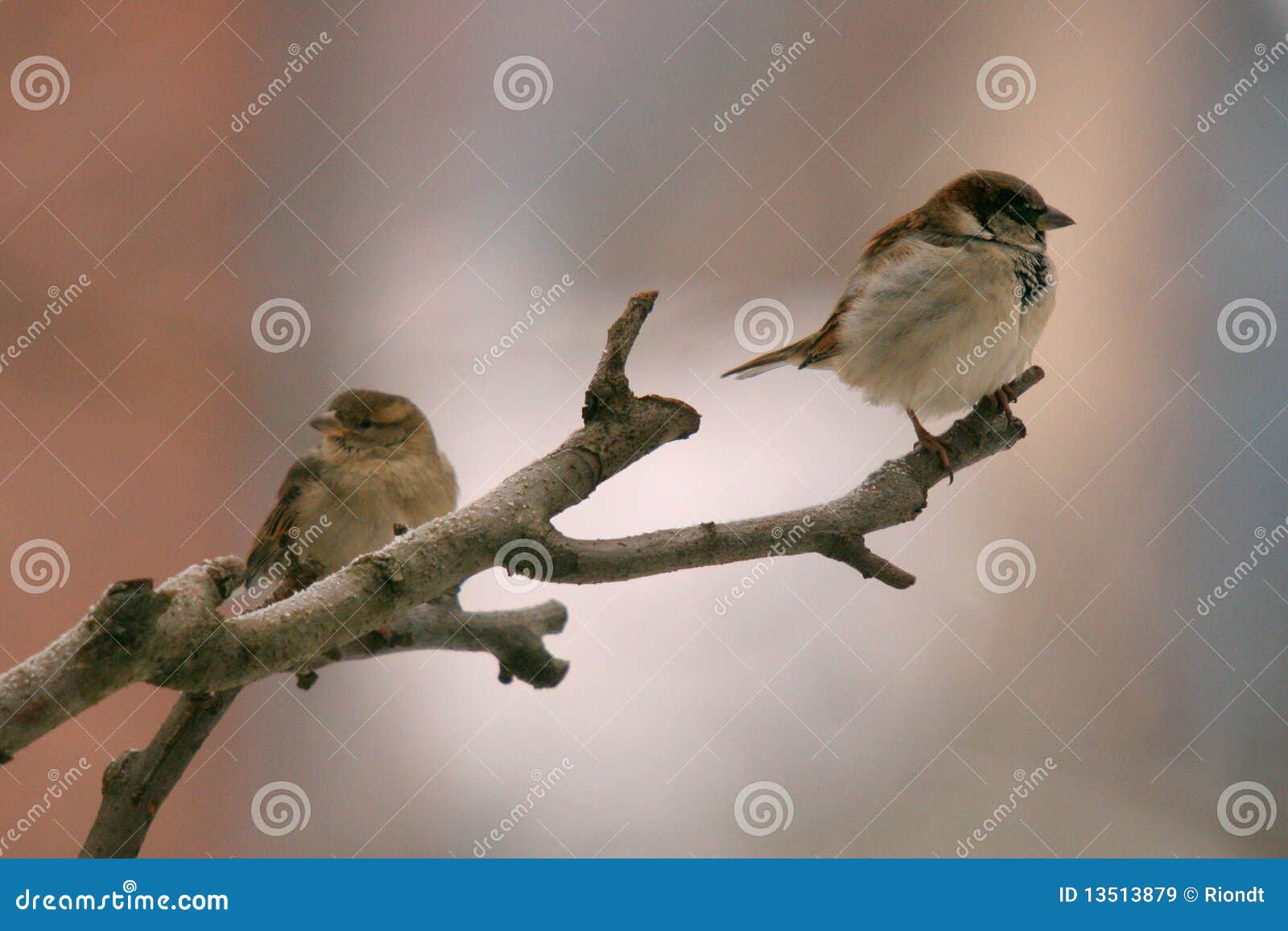Sparrow family stock image. Image of winter, passer, bird - 13513879