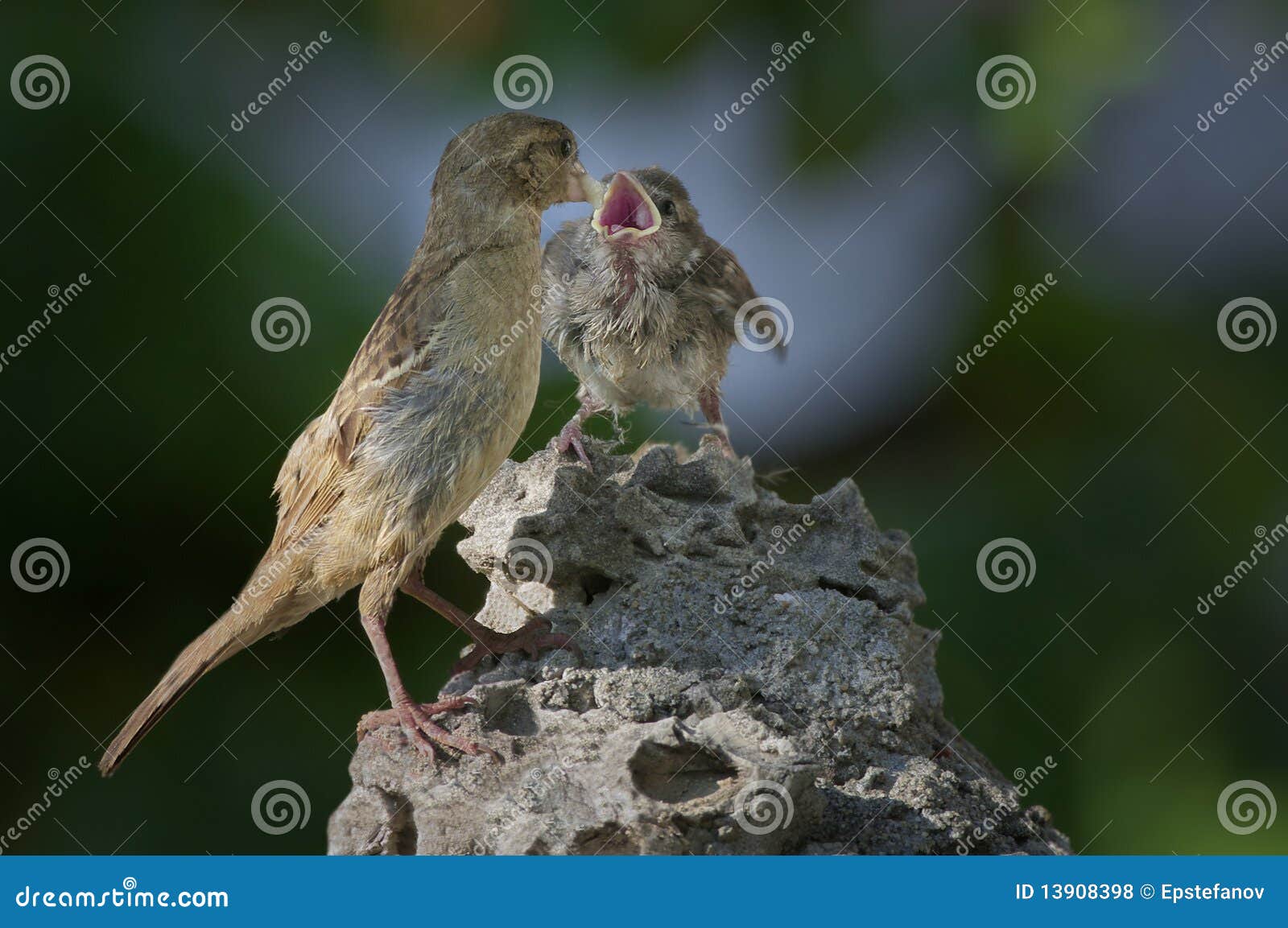 Sparrow family stock photo. Image of caring, food, seed - 13908398