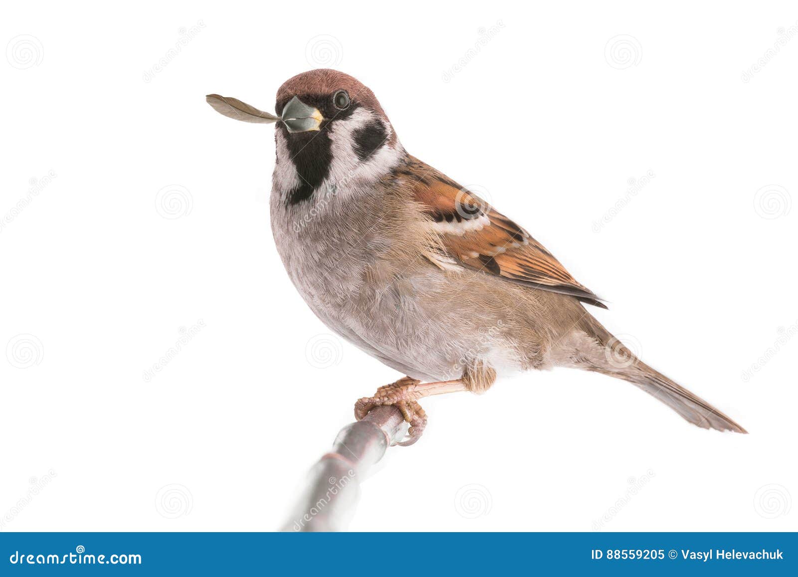 Sparrow with a feather stock image. Image of wild, background - 88559205
