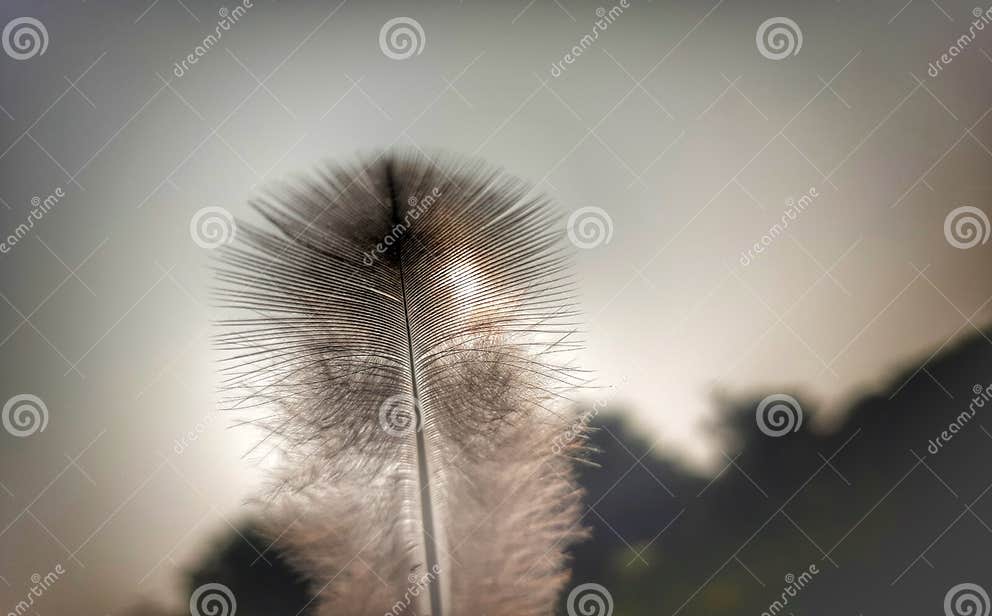 Sparrow Feather Infront of Sunlight Stock Image - Image of sparrow ...