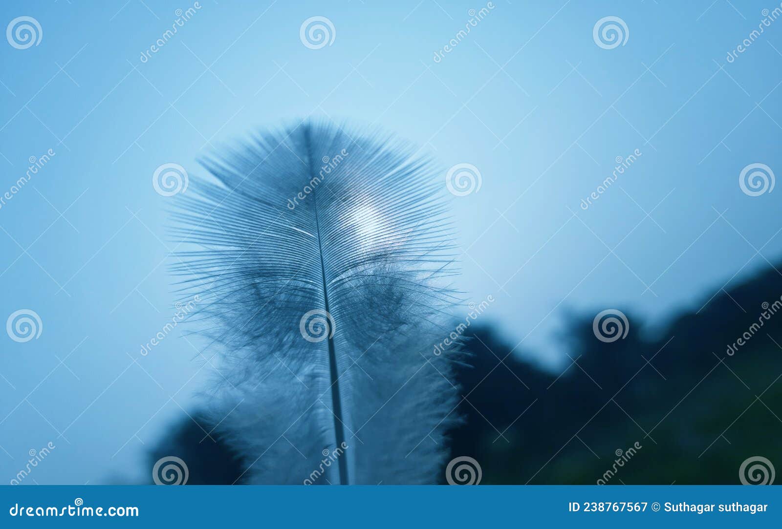 A Sparrow Feather Was so Soft Stock Image - Image of tree, wing: 238767567