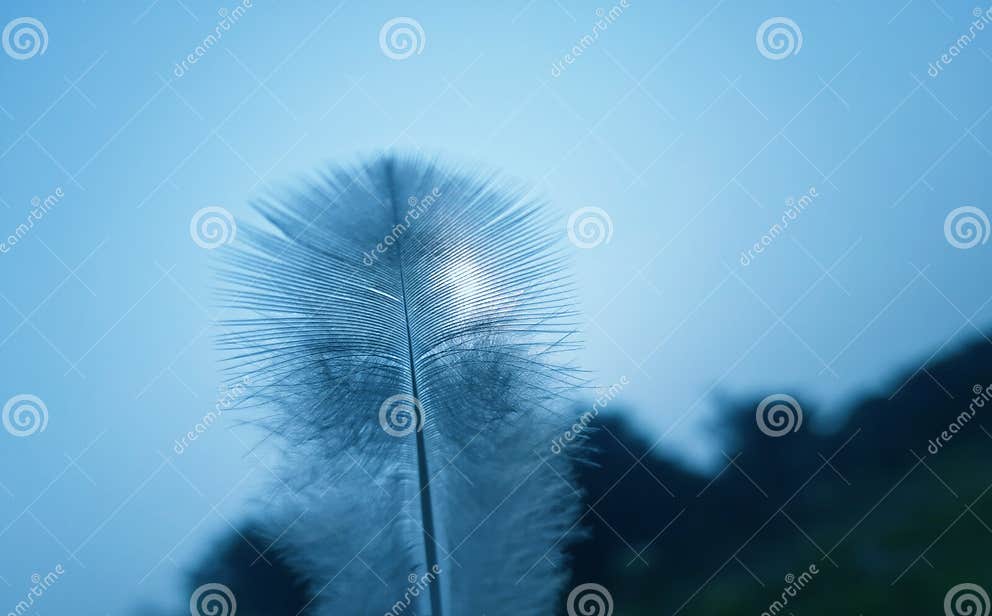 A Sparrow Feather Was so Soft Stock Image - Image of tree, wing: 238767567