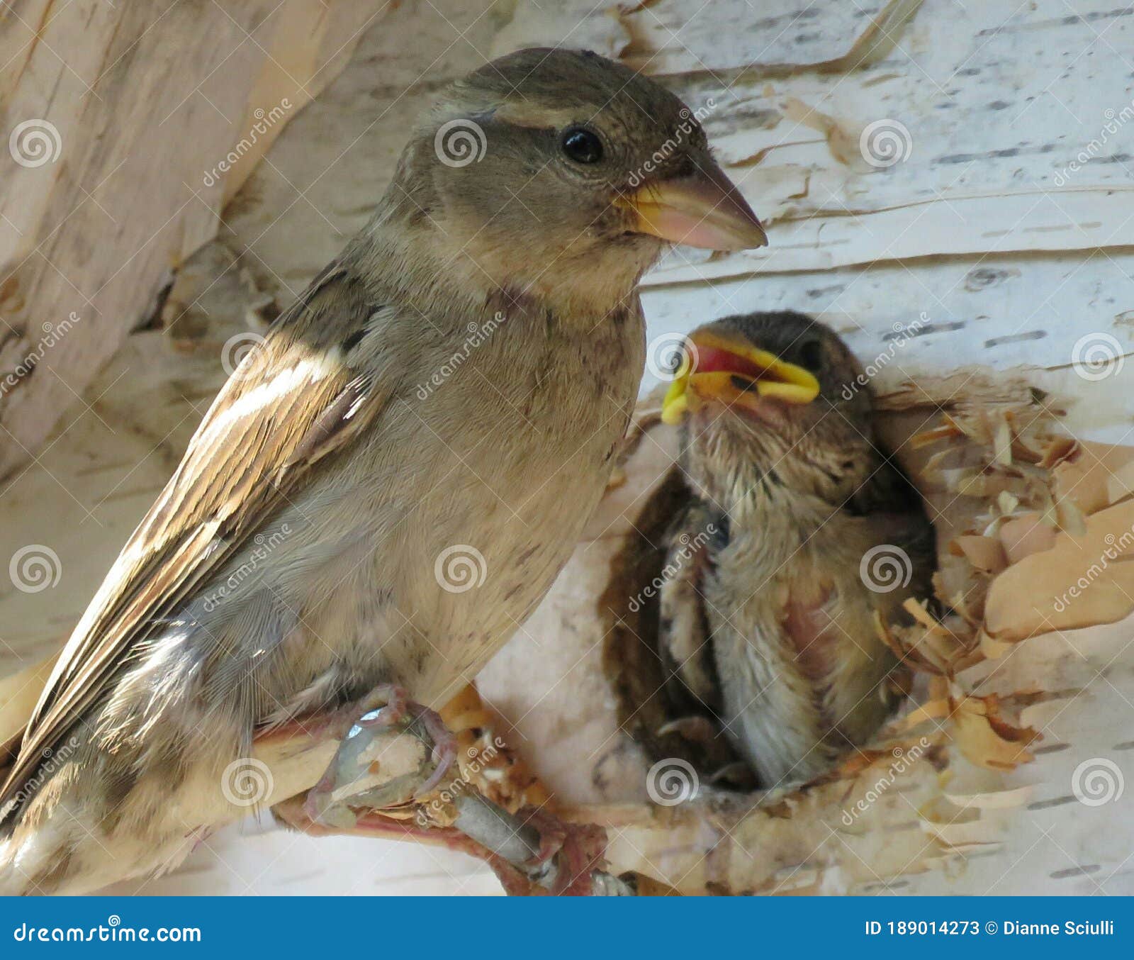 Sparrows stock image. Image of birdhouse, baby, nature - 189014273