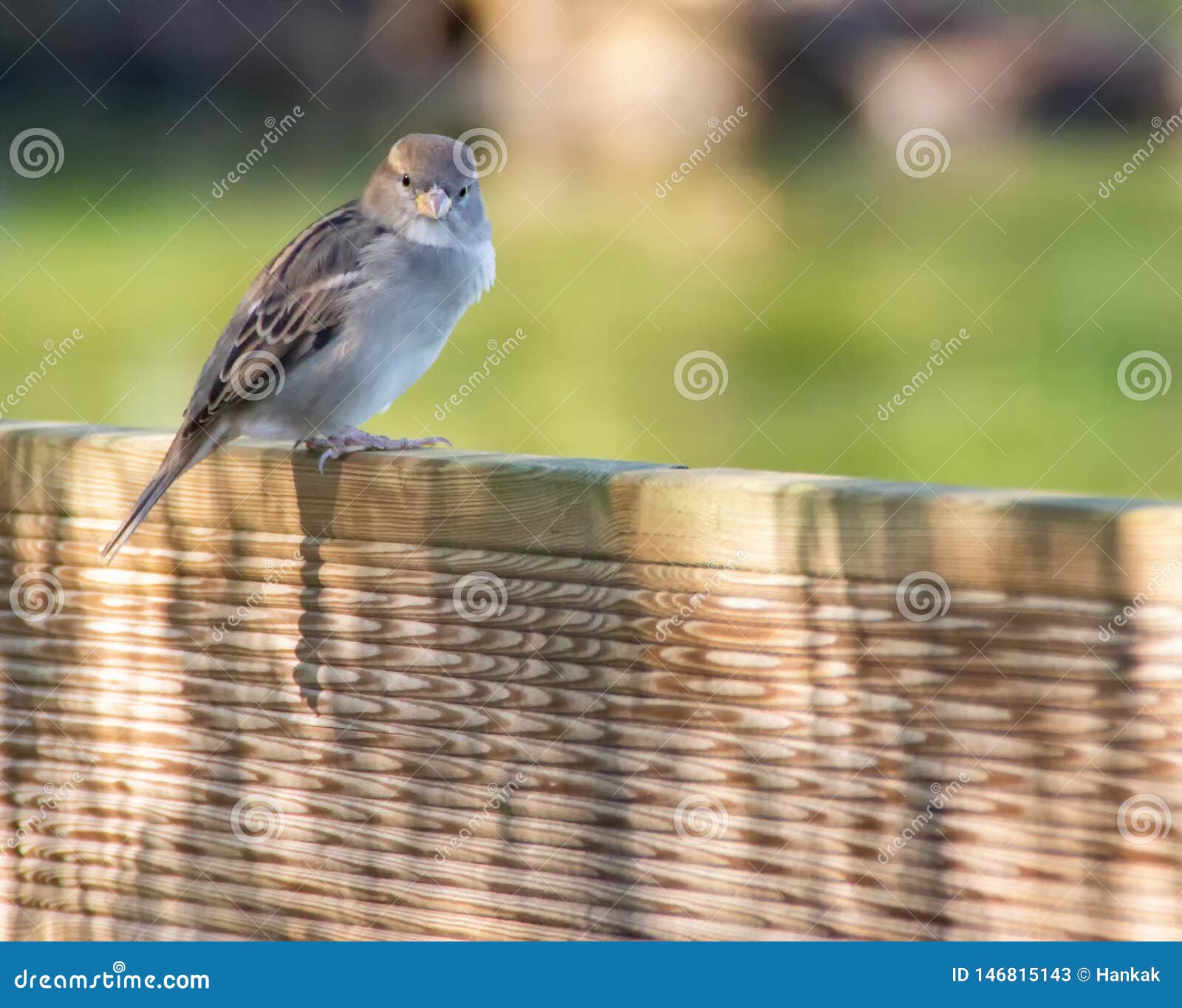 Sparrow on fence stock image. Image of sitting, passer - 146815143