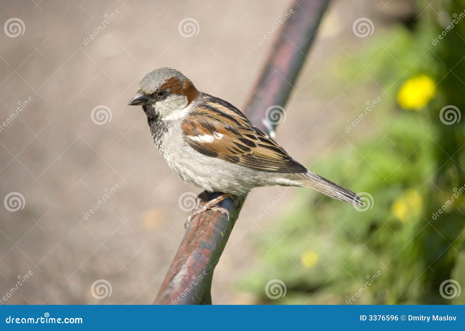 Sparrow on a fencing stock photo. Image of nature, ornithology - 3376596